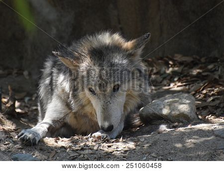 Beautiful Resting Image & Photo (Free Trial) | Bigstock