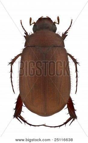 Maladera Insanabilis Image & Photo (Free Trial) | Bigstock