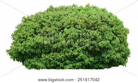 Fresh Green Bush Image & Photo (Free Trial) | Bigstock