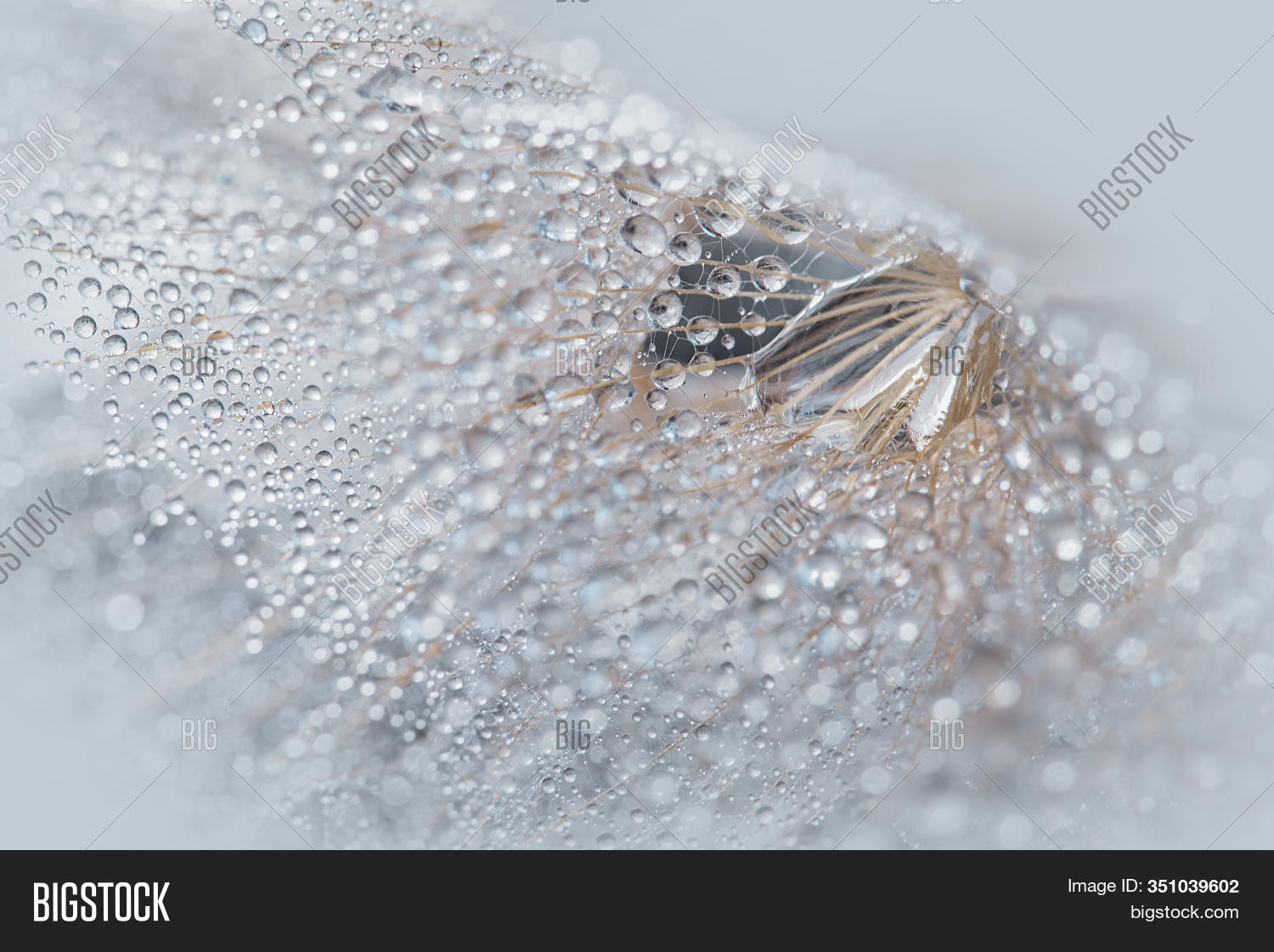 Beautiful Dew Drops On Image & Photo (Free Trial) | Bigstock