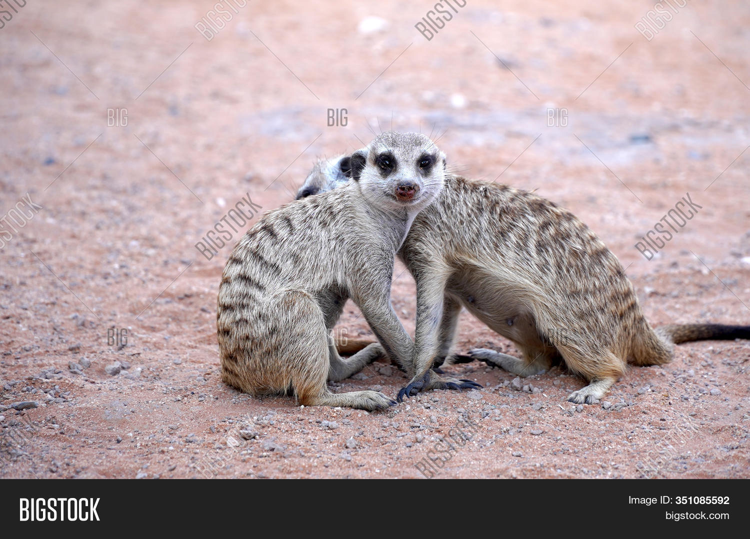 Cute Meerkat South Image & Photo (Free Trial) | Bigstock
