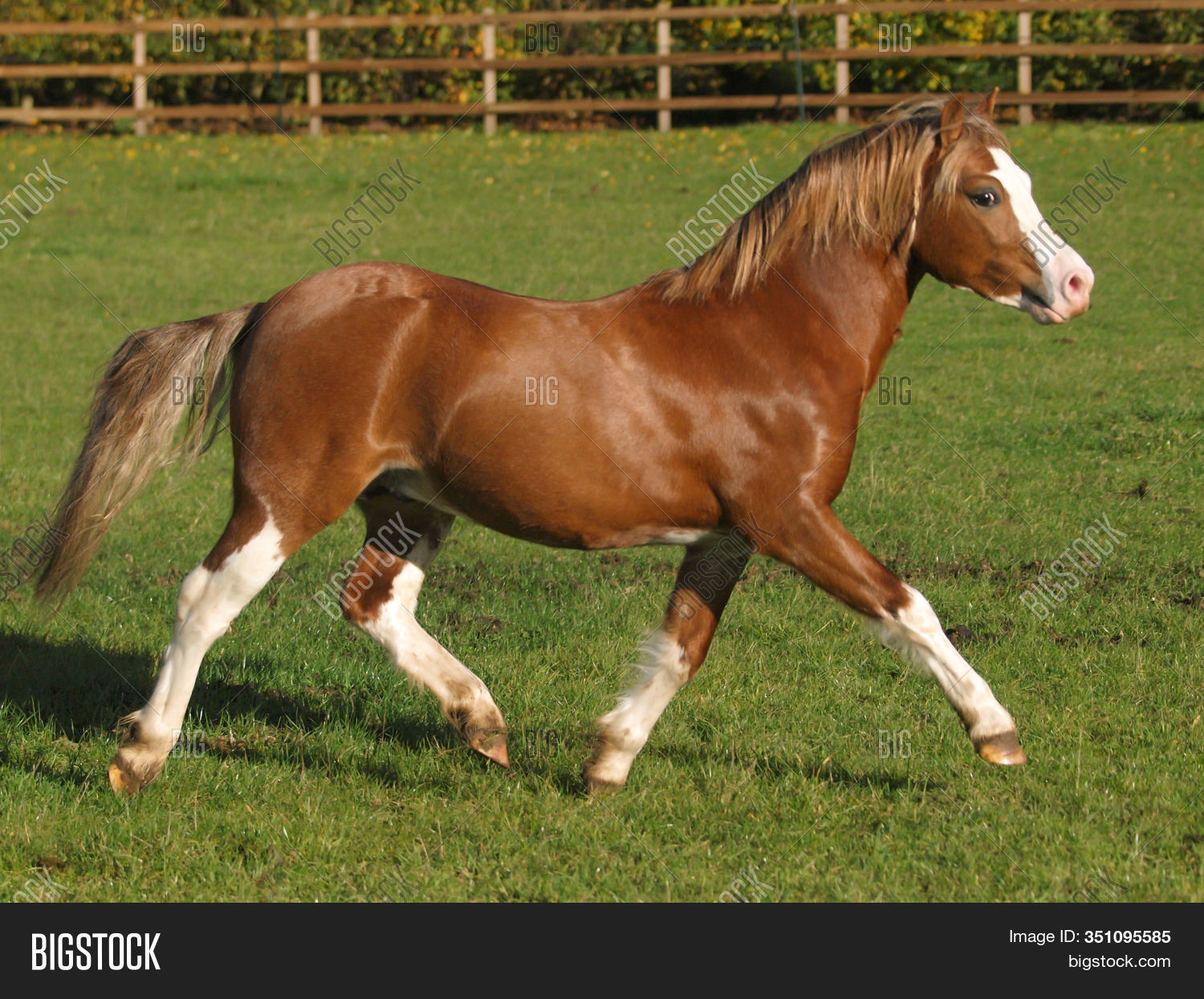 Chestnut Welsh Image & Photo (Free Trial) | Bigstock