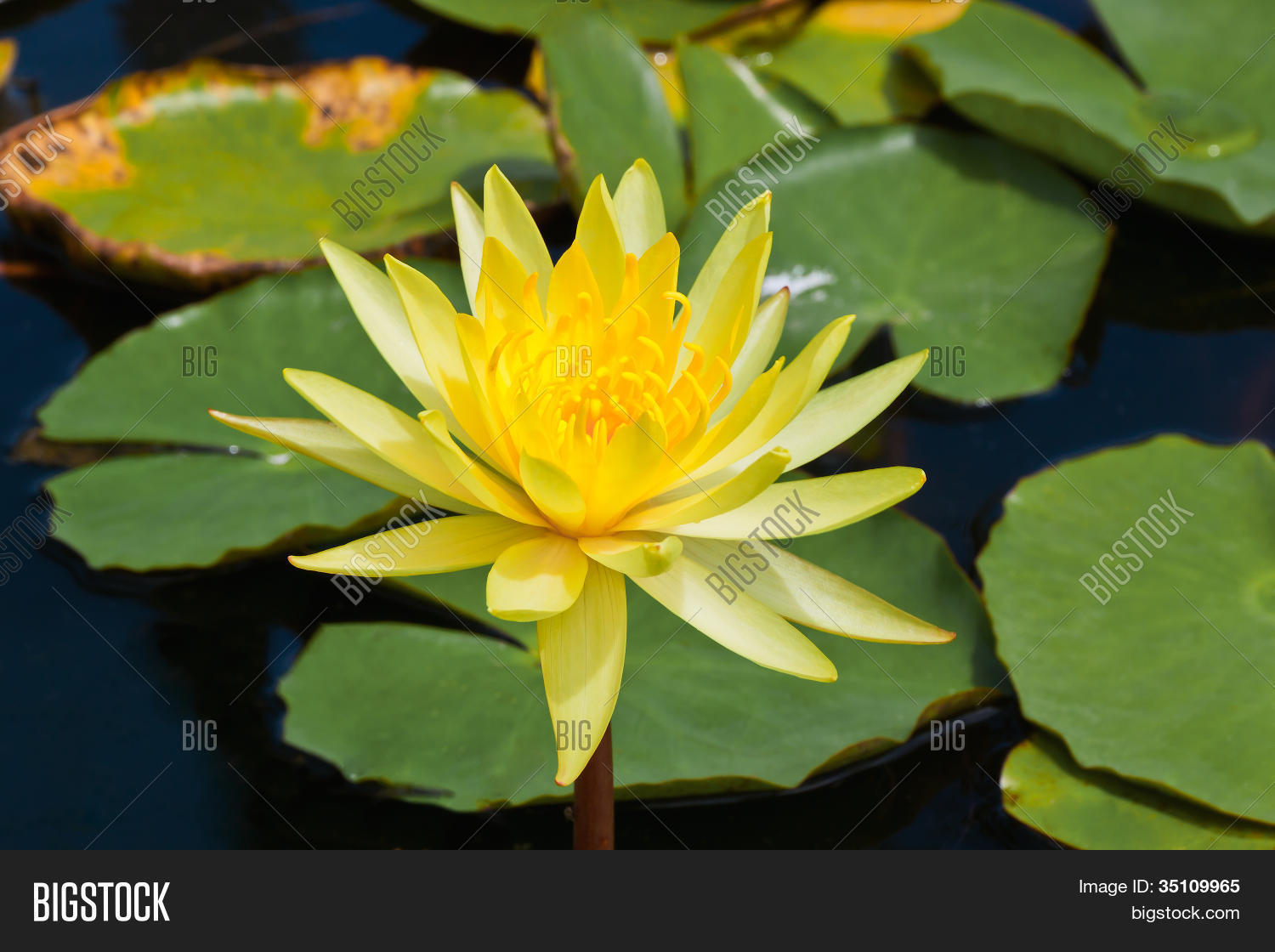 Close Yellow Lotus Image & Photo (Free Trial) | Bigstock