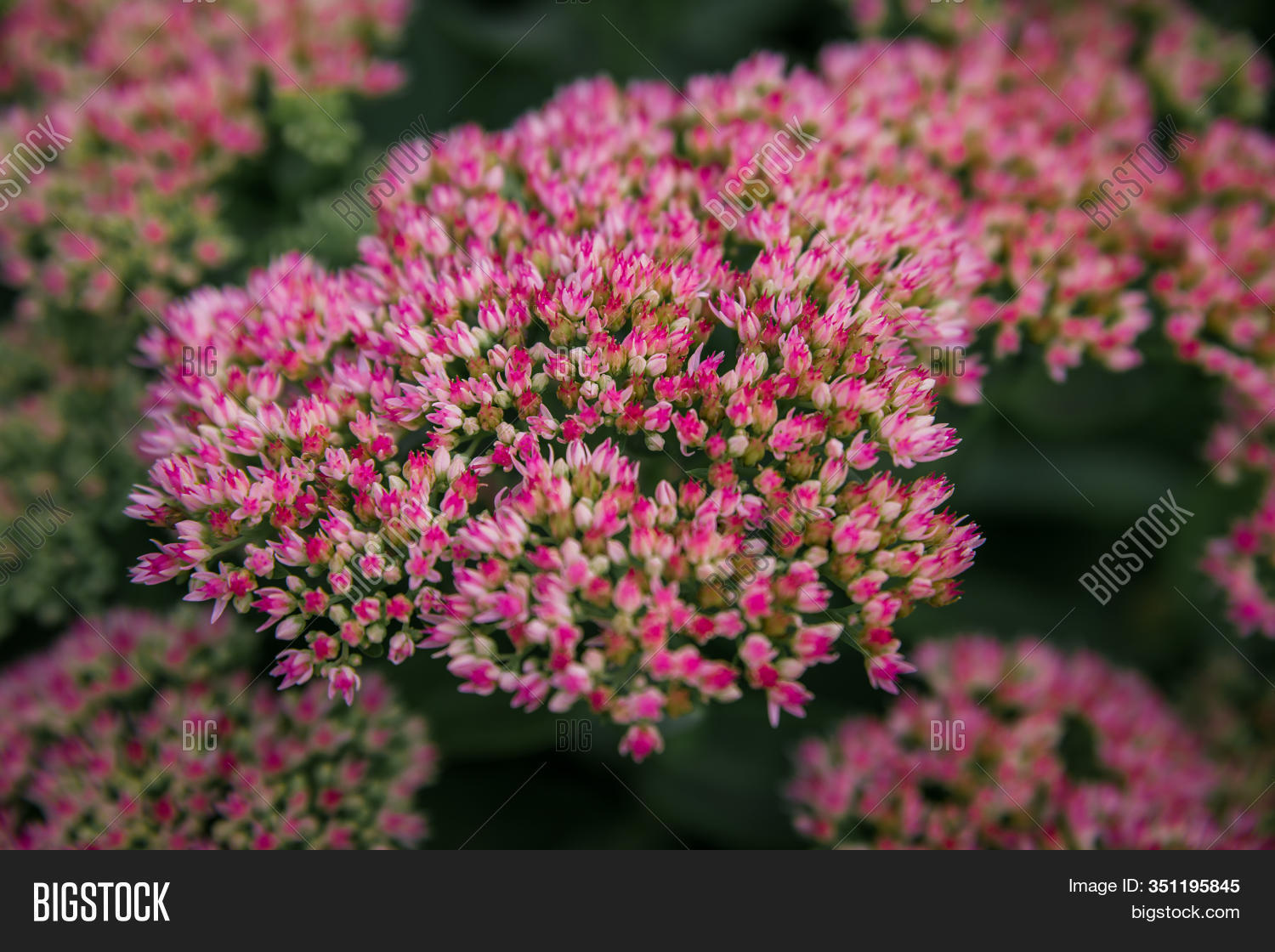 Pink Sedum Garden Image & Photo (Free Trial) | Bigstock