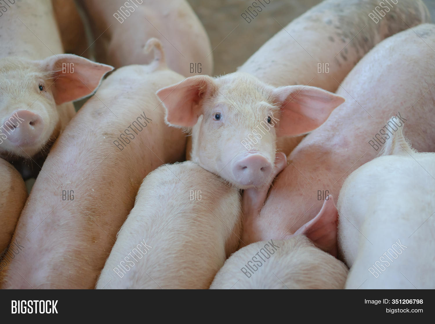 Group Pig That Looks Image & Photo (Free Trial) | Bigstock