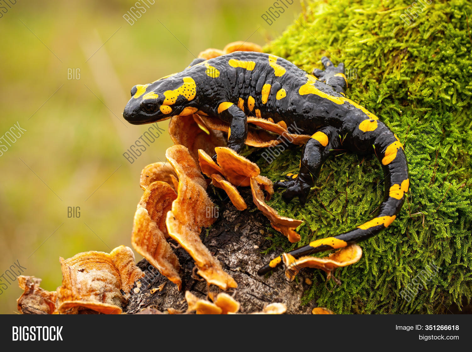 Fire Salamander Image & Photo (Free Trial) | Bigstock