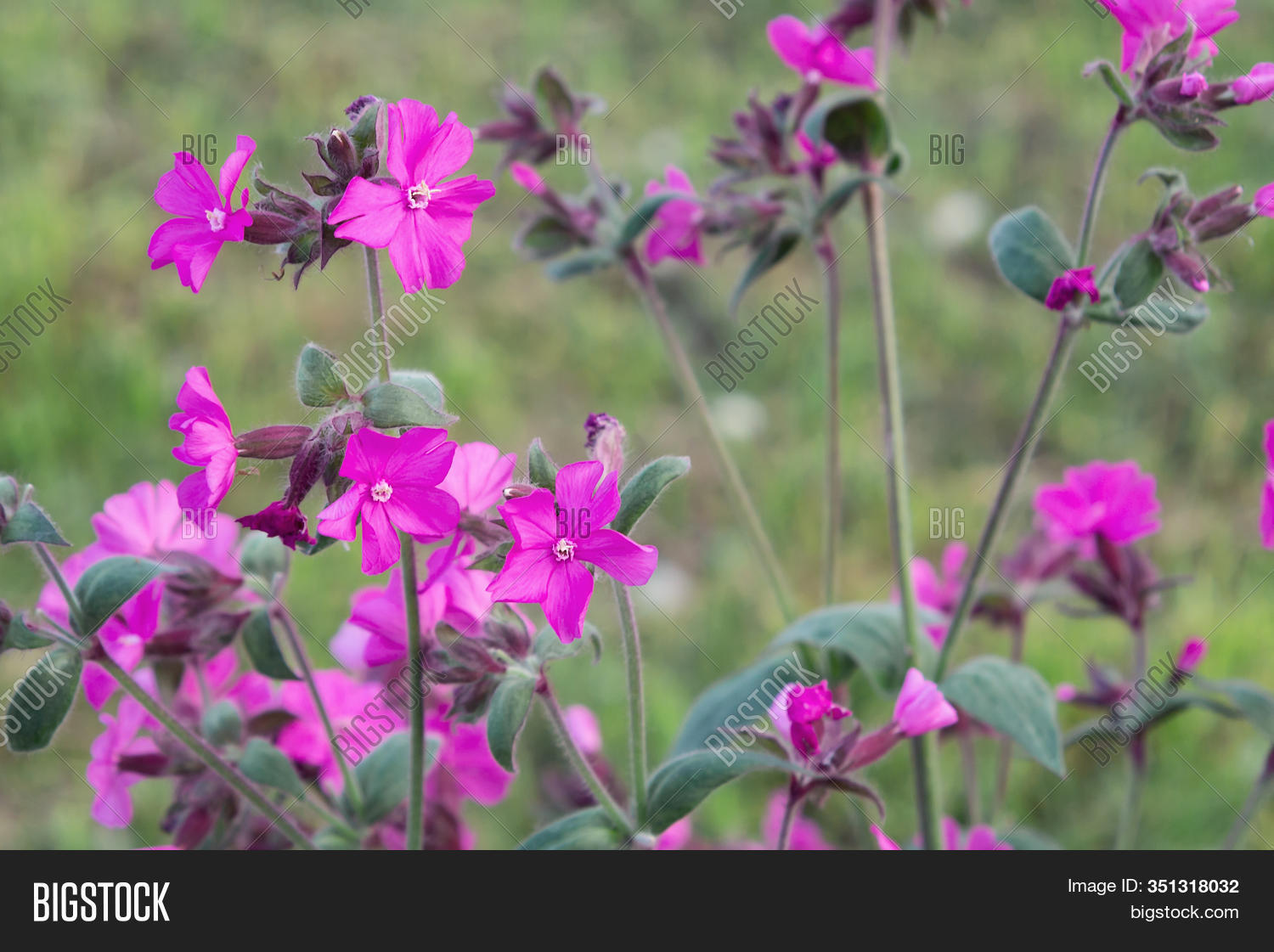 Flowers Perennial Image & Photo (Free Trial) | Bigstock