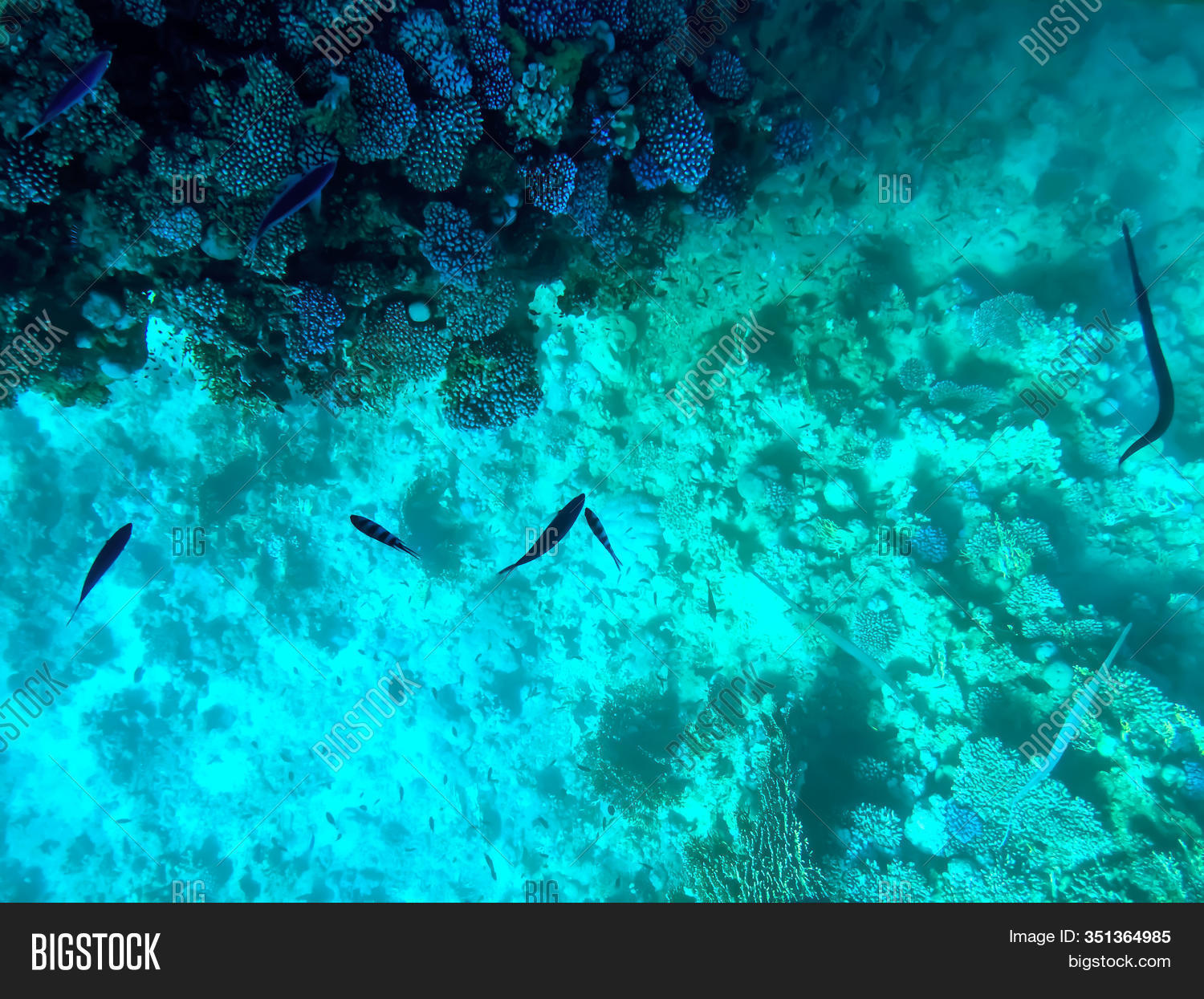 Fish Swim Among Coral Image & Photo (Free Trial) | Bigstock