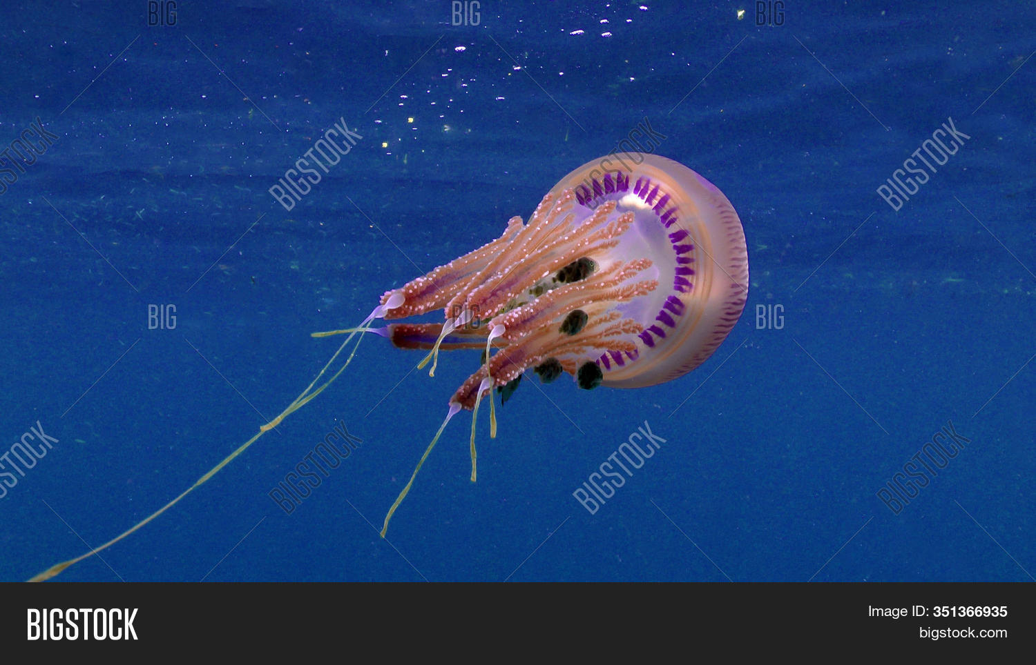 Tropical Jellyfish ( Image & Photo (Free Trial) | Bigstock