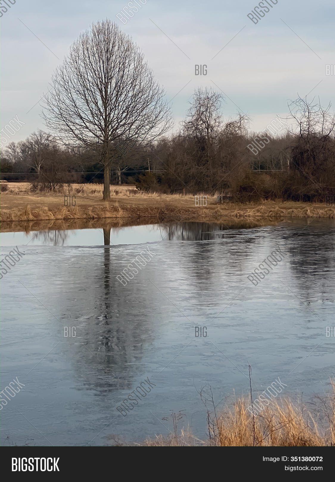 Bare Winter Tree Image & Photo (Free Trial) | Bigstock