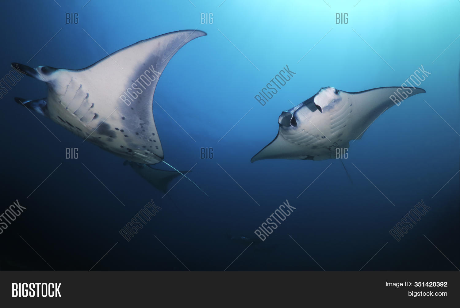 Manta Ray Swim Into Image & Photo (Free Trial) | Bigstock