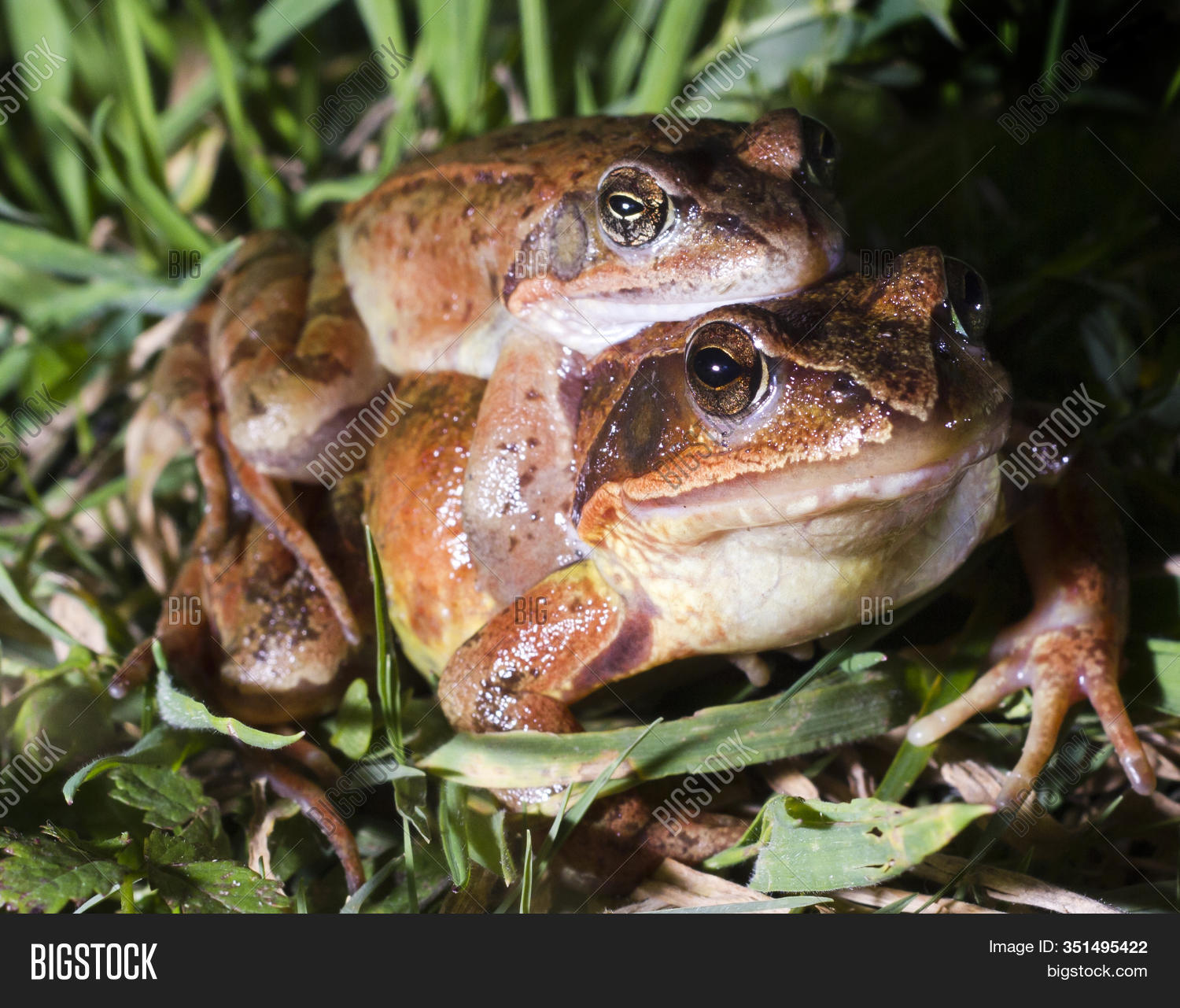 Two Frogs Temporary Image & Photo (Free Trial) | Bigstock
