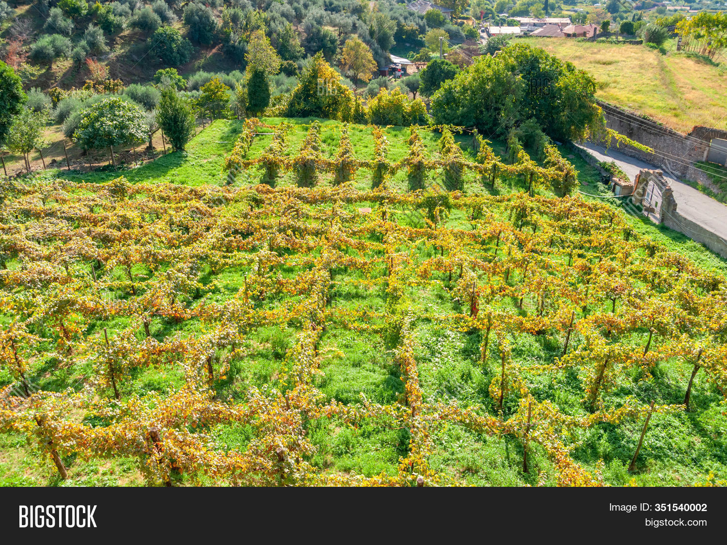Italian Vineyard Image & Photo (Free Trial) | Bigstock