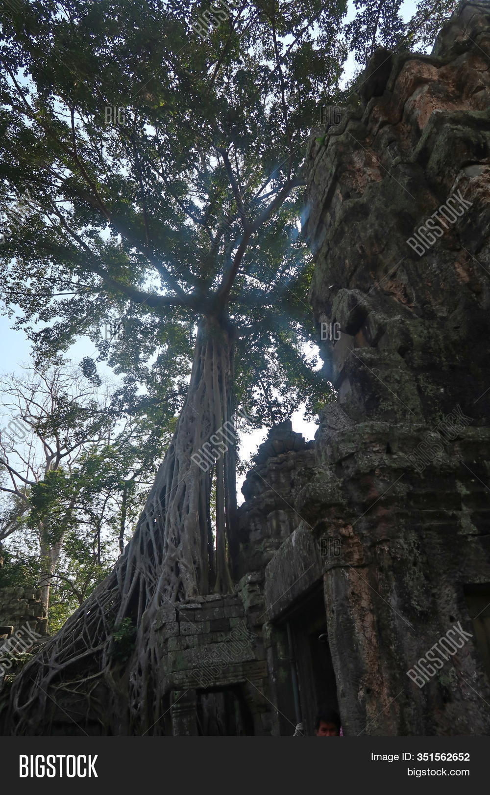 Old Tree Big Roots Image & Photo (Free Trial) | Bigstock