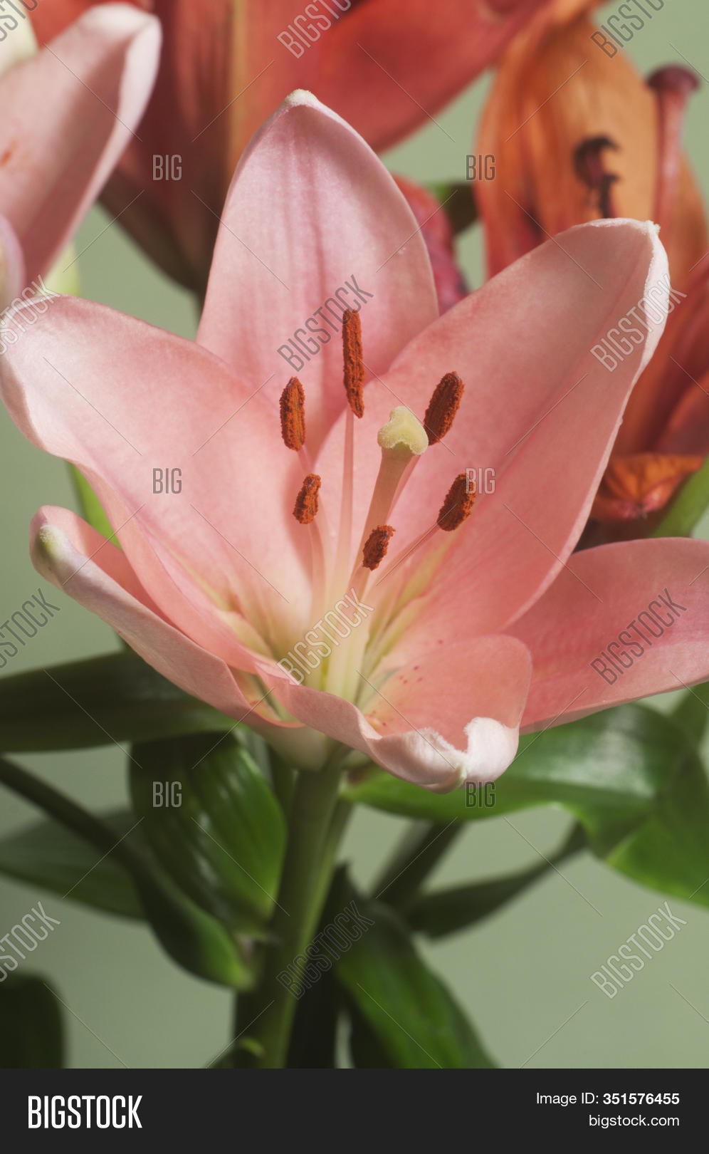 Pink Lily Flower Ower Image & Photo (Free Trial) | Bigstock