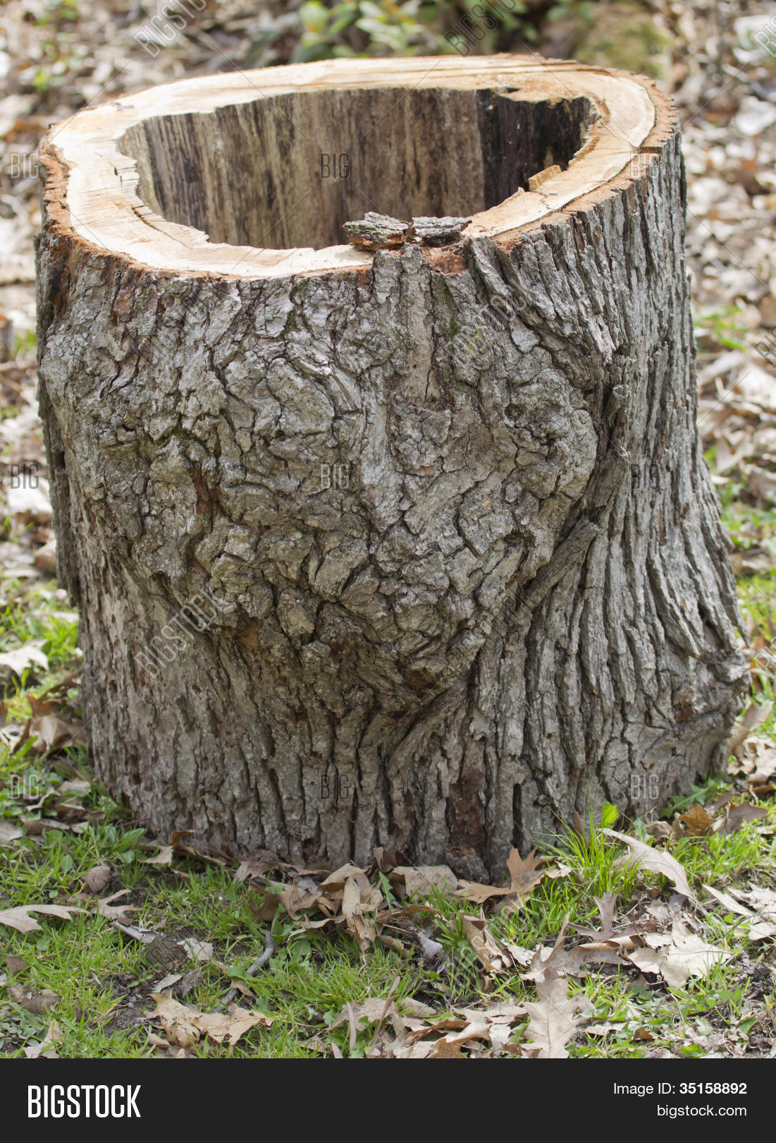 Hollowed Out White Oak Image & Photo (Free Trial) | Bigstock