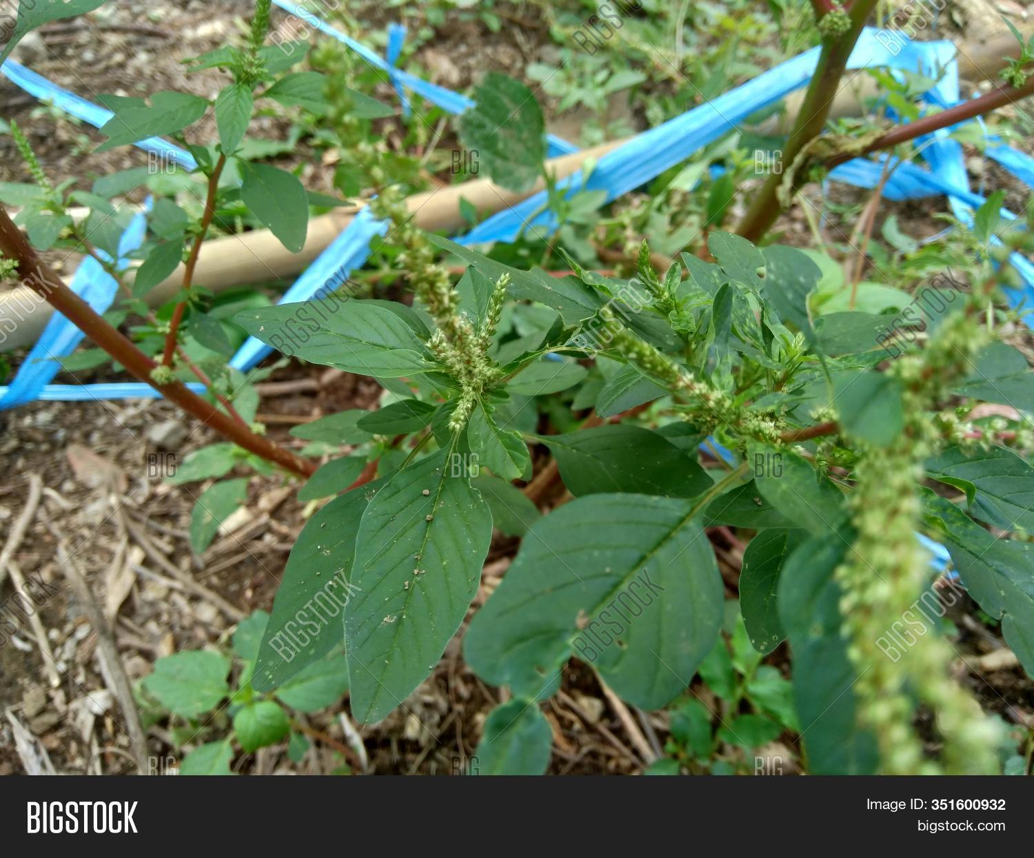 Spiny Amaranth, Spiny Image & Photo (Free Trial) | Bigstock