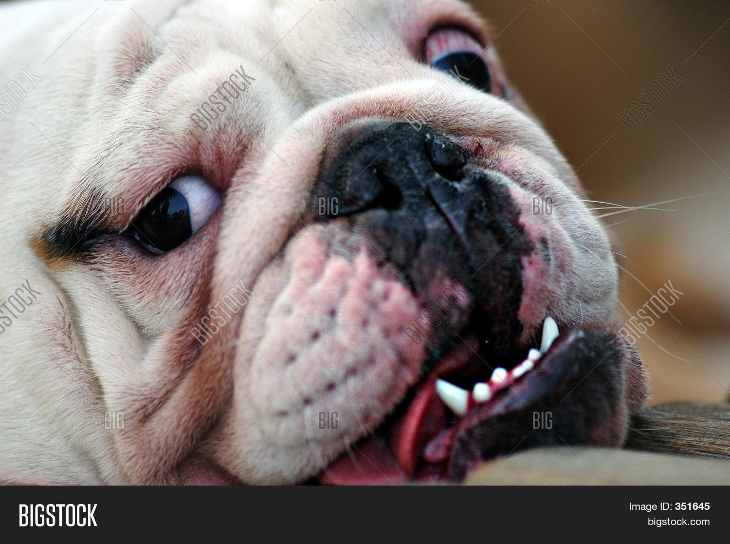 Smiling Bulldog Image & Photo (Free Trial) | Bigstock