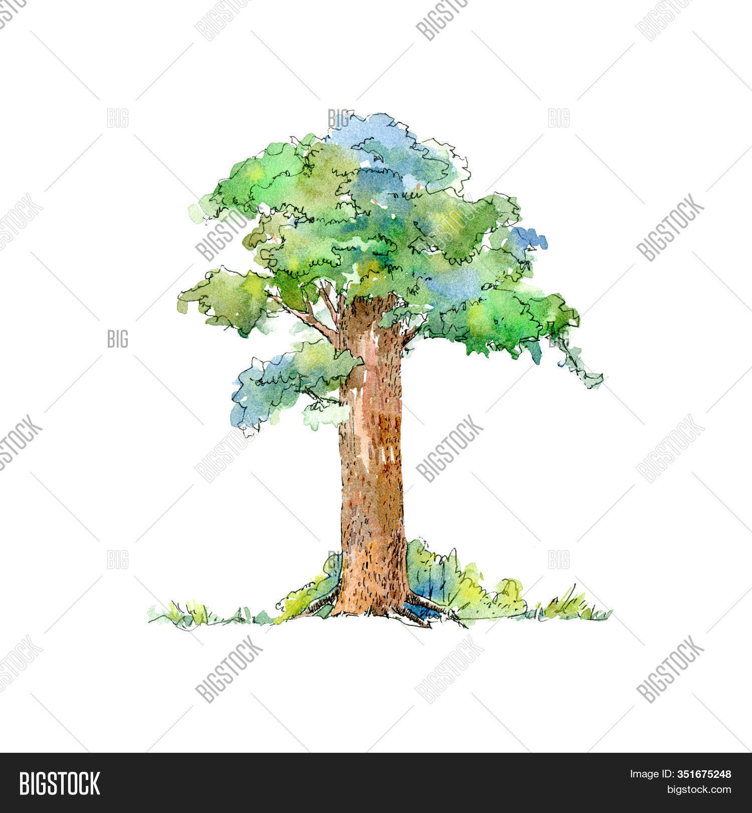 Oak.deciduous Tree. Image & Photo (Free Trial) | Bigstock