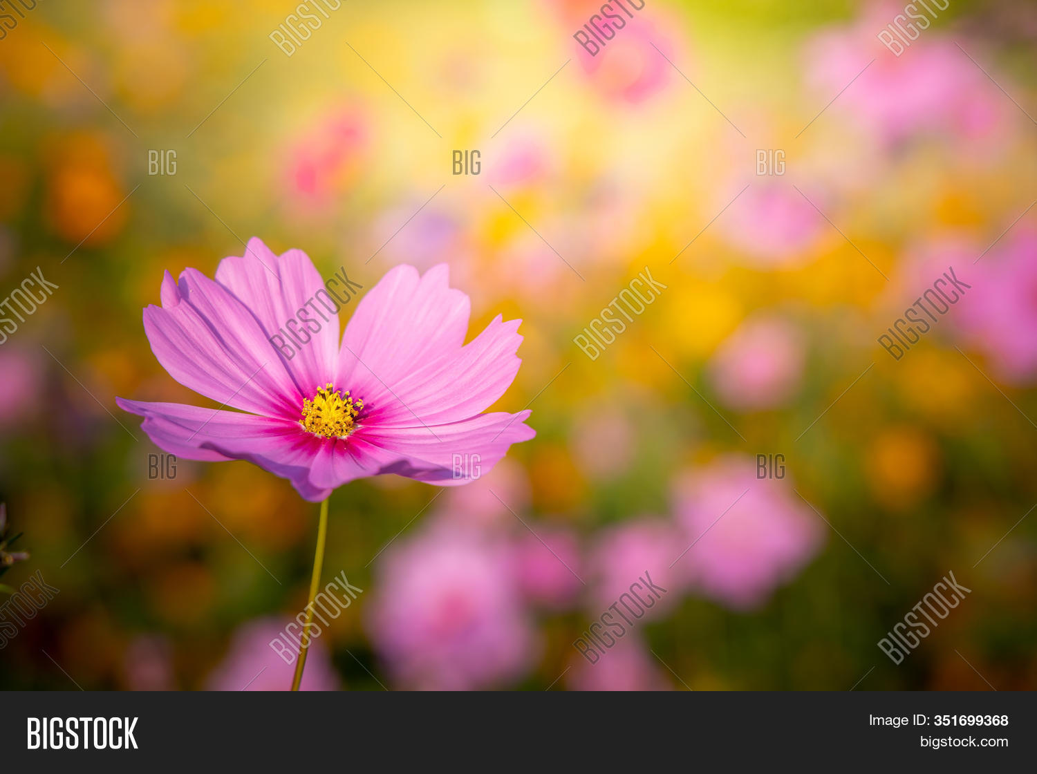 Beautiful Cosmos Image & Photo (Free Trial) | Bigstock