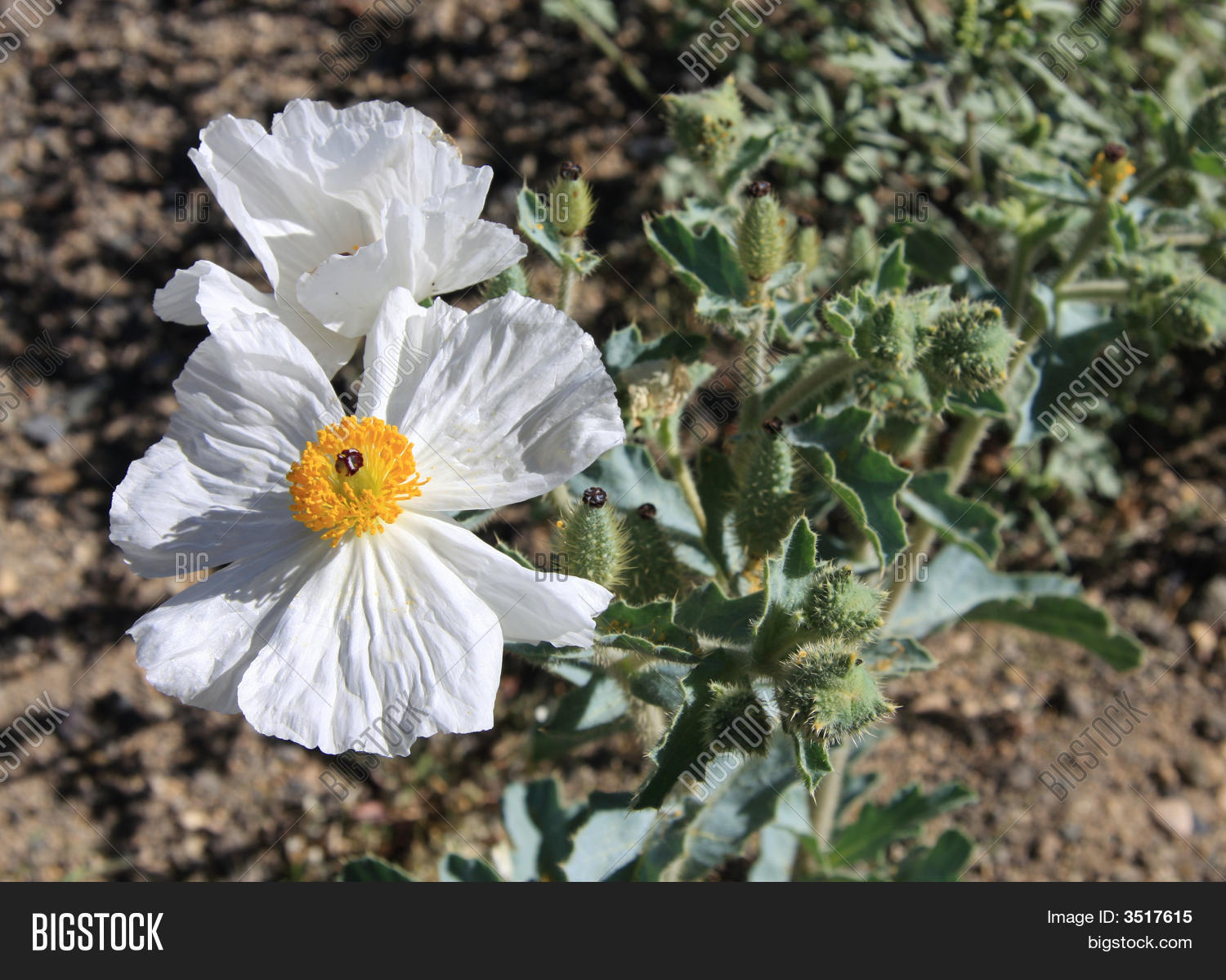 Prickly Poppy Image & Photo (Free Trial) | Bigstock