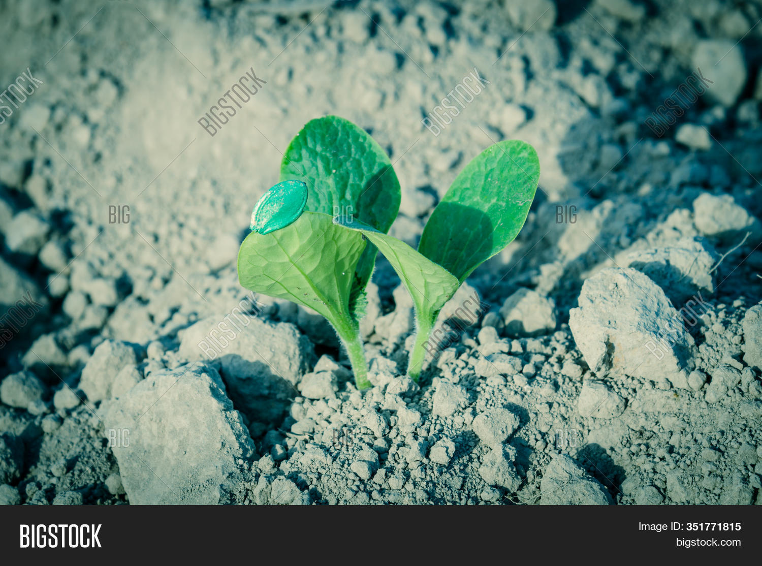 Top View Squash Image & Photo (Free Trial) | Bigstock