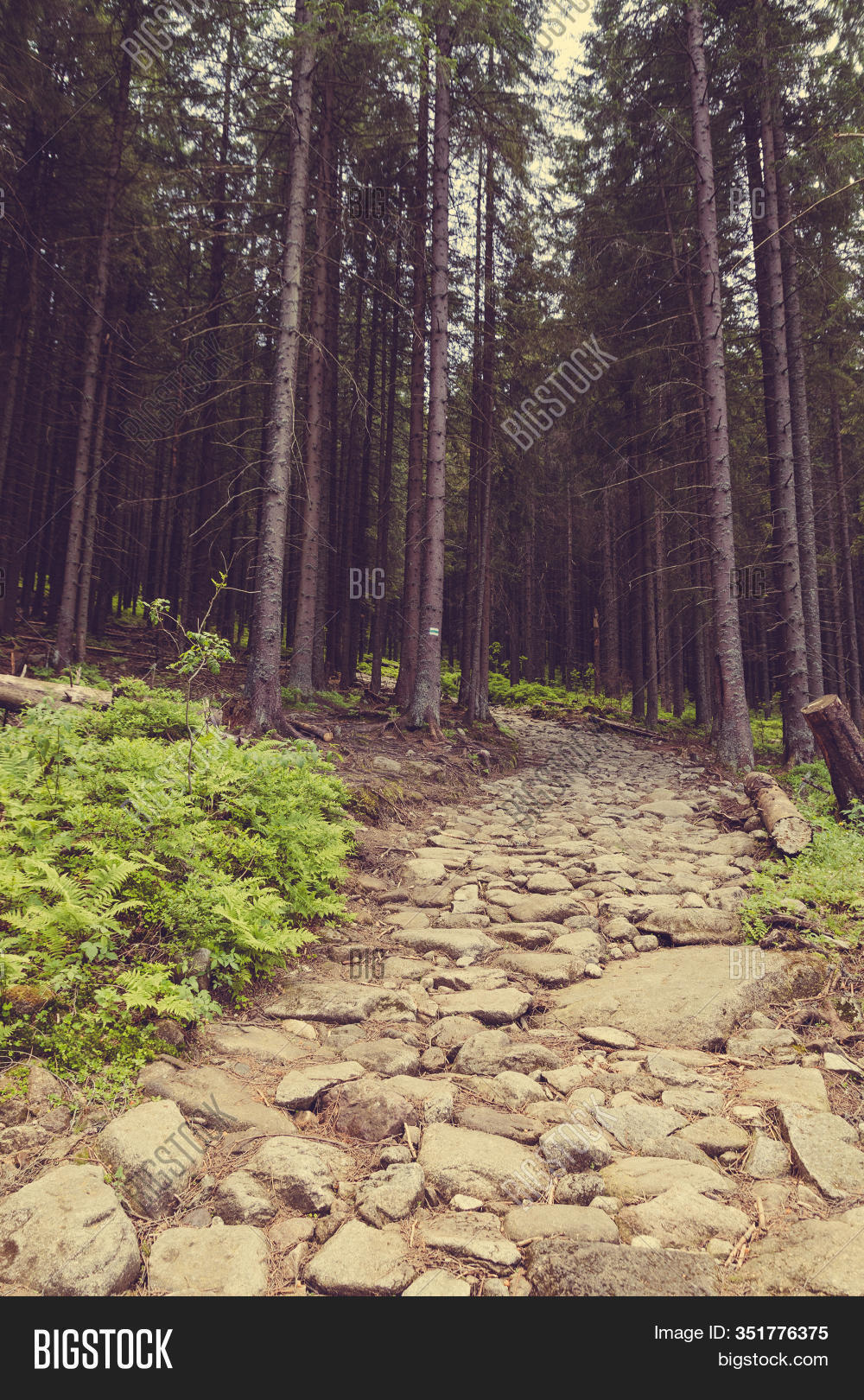 Pine Forest Path. Pine Image & Photo (Free Trial) | Bigstock