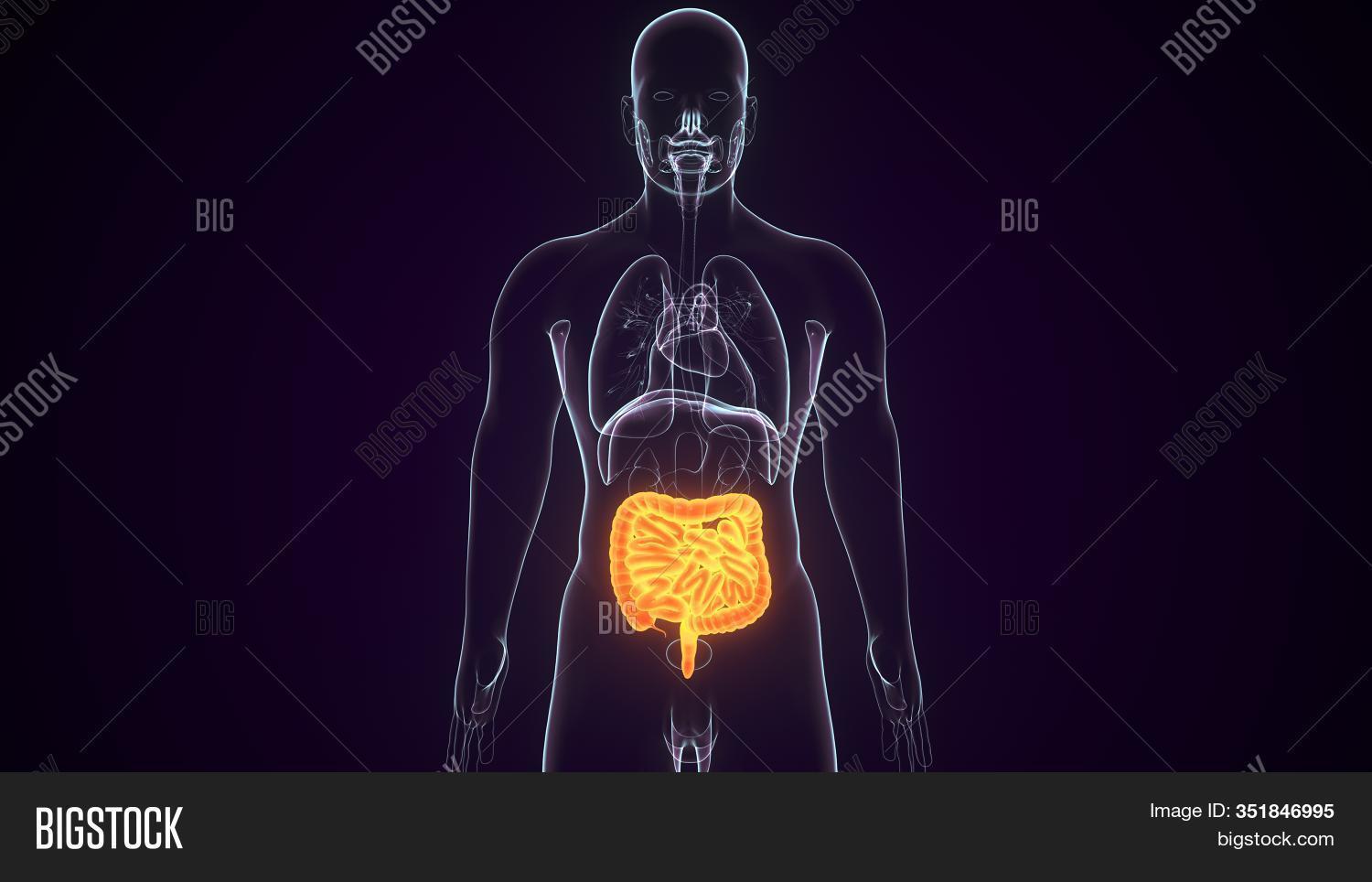 Human Body Small Large Image & Photo (Free Trial) | Bigstock