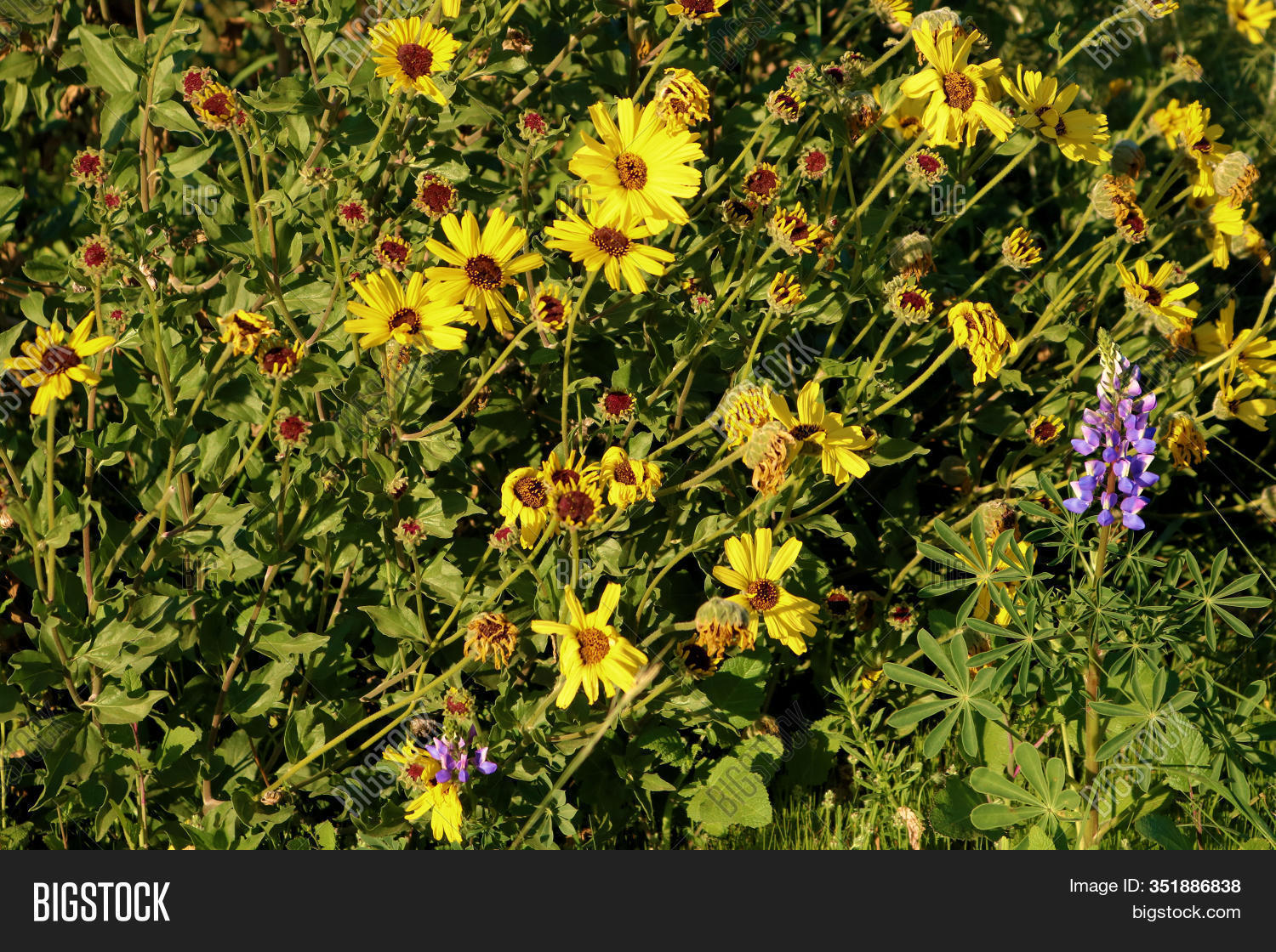 Lush Green Plants Image & Photo (Free Trial) | Bigstock