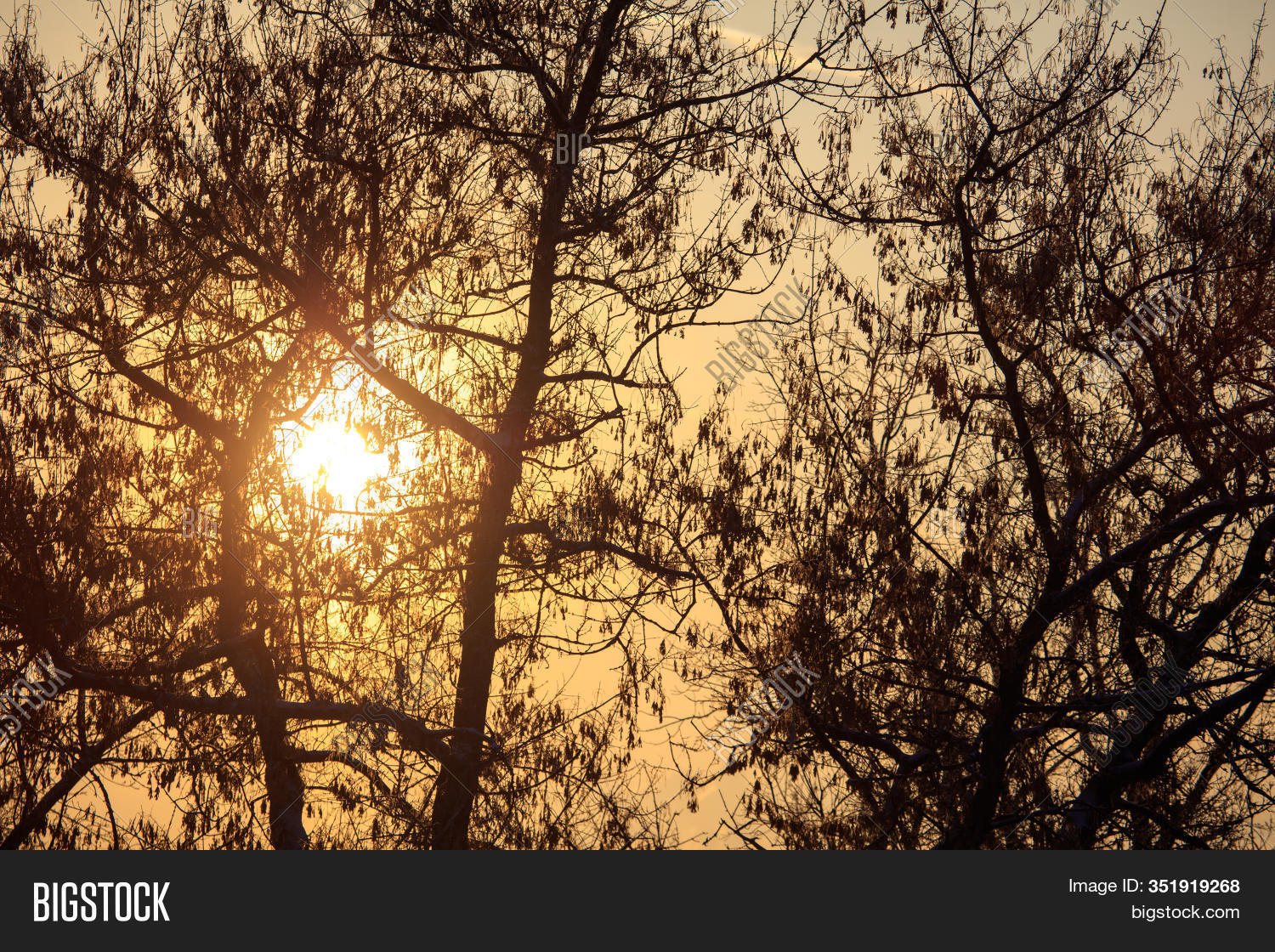 Leafless Tree Branches Image & Photo (Free Trial) | Bigstock