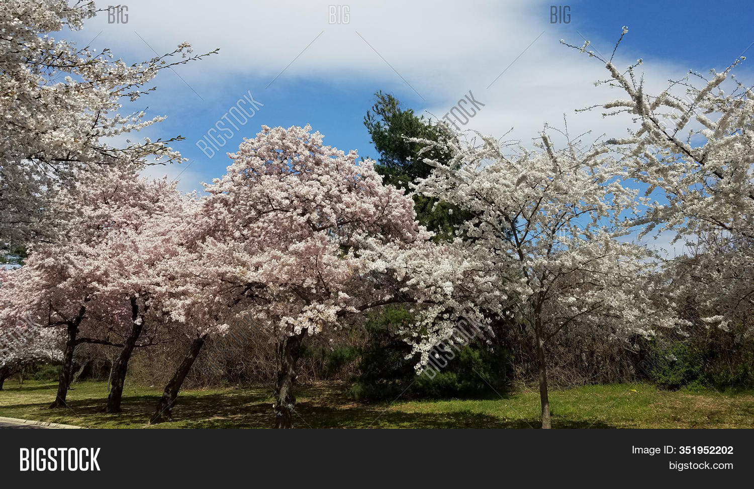 Cherry Trees Full Image & Photo (Free Trial) | Bigstock