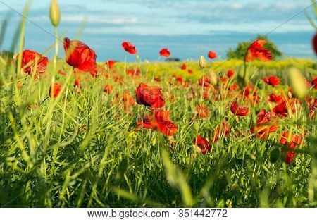 Red Poppies Images, Illustrations & Vectors (Free) - Bigstock