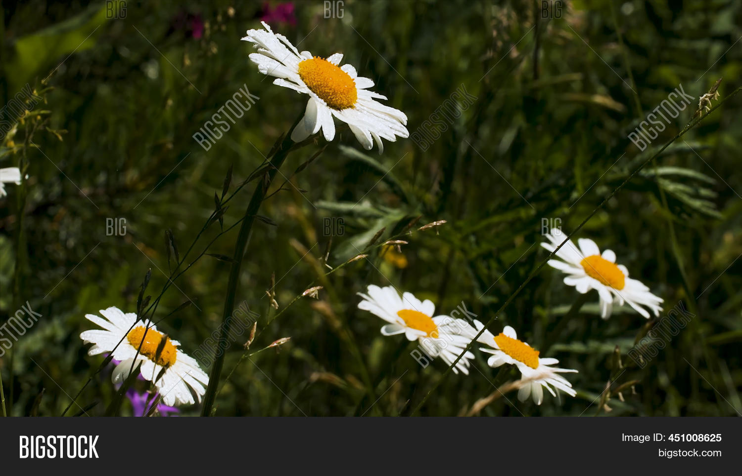 Raindrops Falling On Flowers