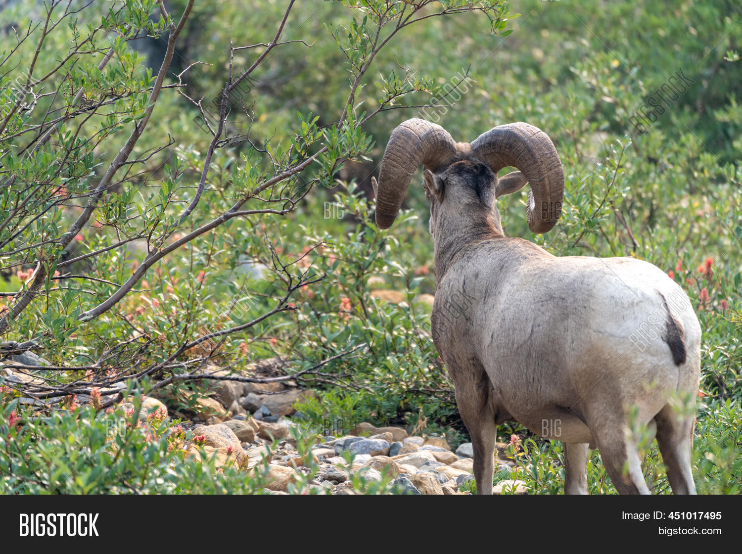 Ram Bighorn Sheep Image & Photo (Free Trial) | Bigstock