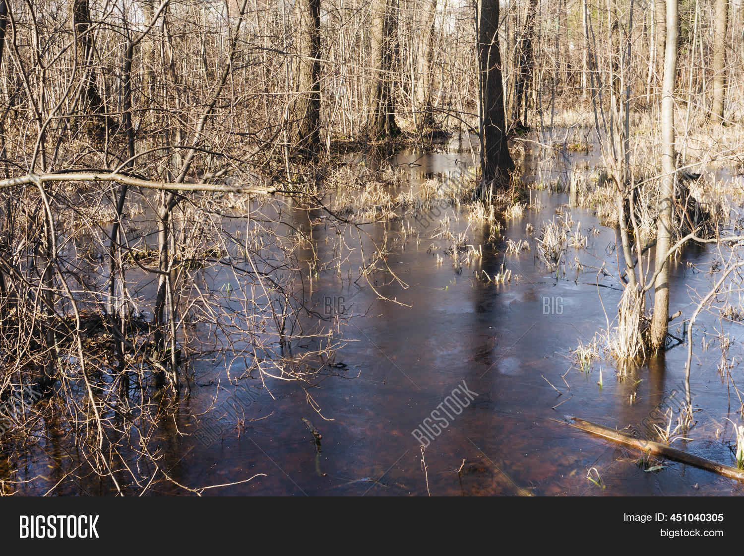 Frozen Swamp Landscape Image & Photo (Free Trial) | Bigstock