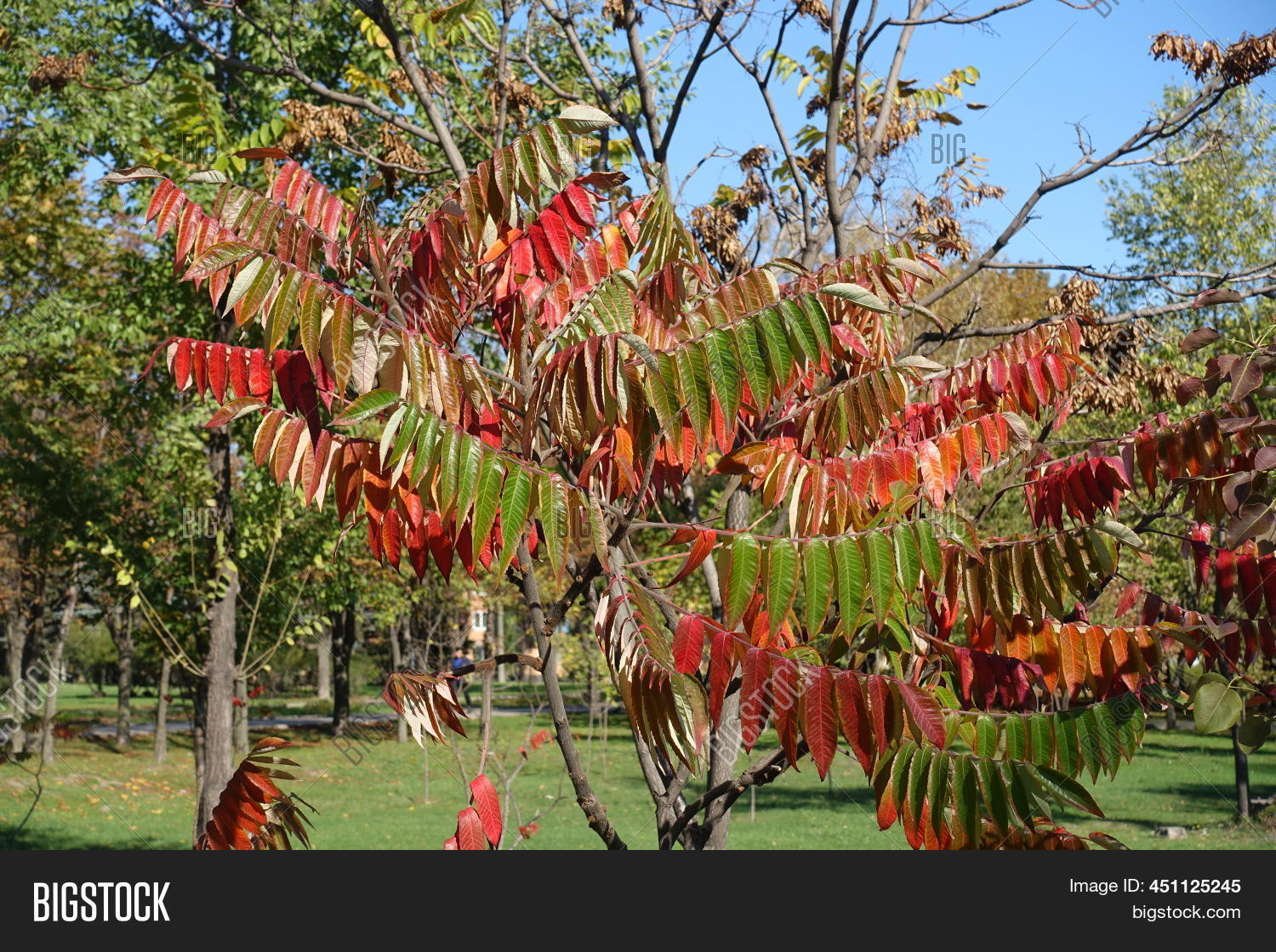 Canopy Young Rhus Image & Photo (Free Trial) | Bigstock