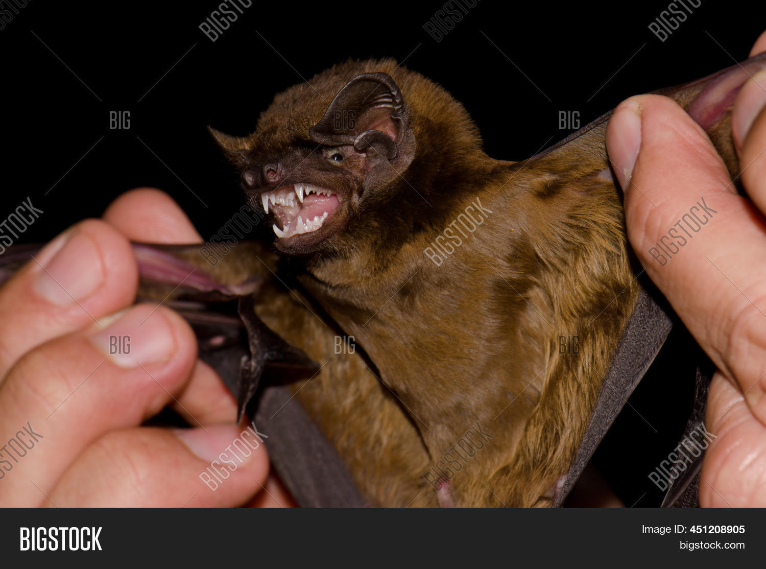 Greater Noctule Bat Image & Photo (Free Trial) | Bigstock