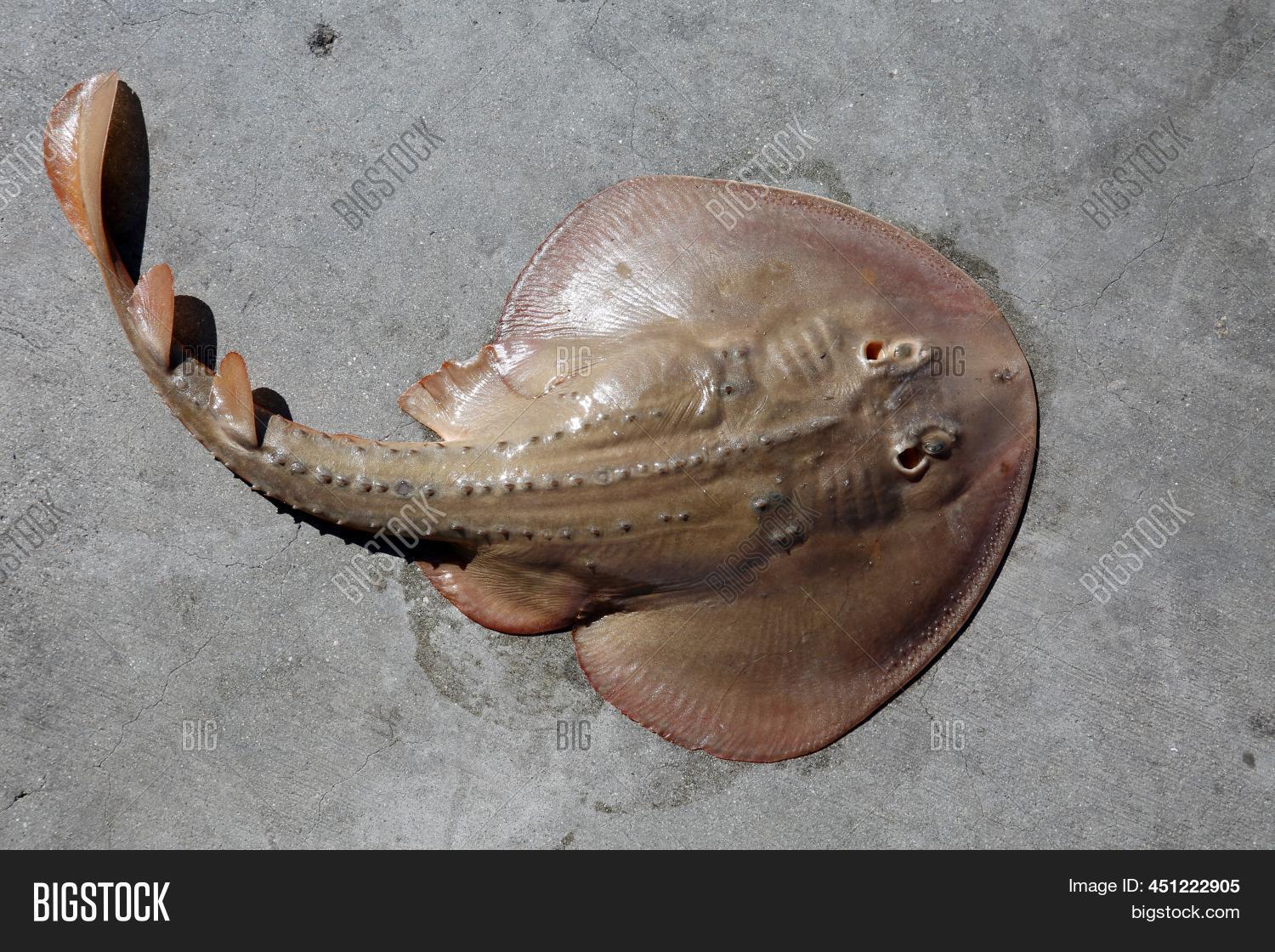 Thornback Ray. Image & Photo (Free Trial) | Bigstock