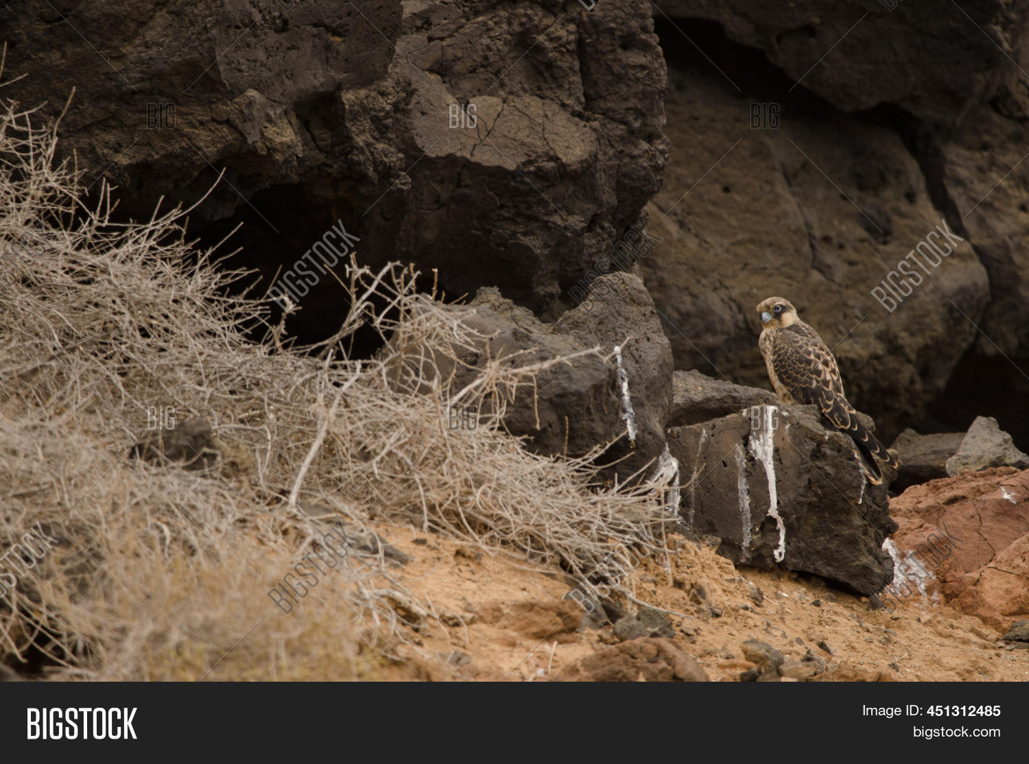 Eleonoras Falcon Falco Image & Photo (Free Trial) | Bigstock