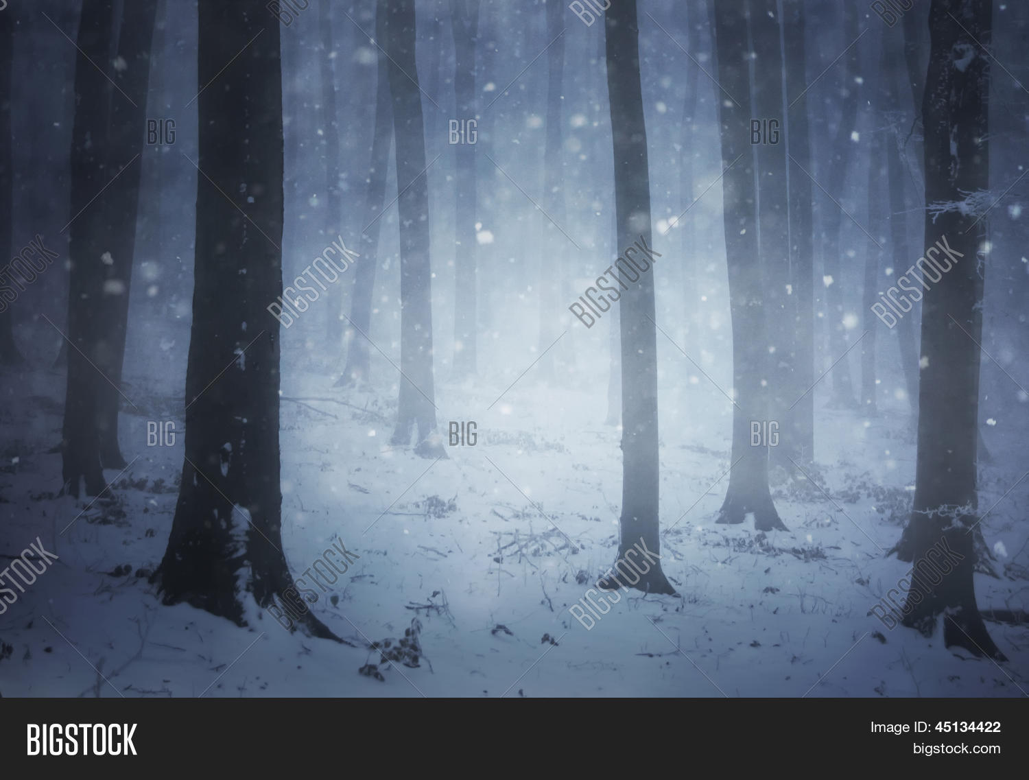Snow Storm Forest Fog Image & Photo (Free Trial) | Bigstock