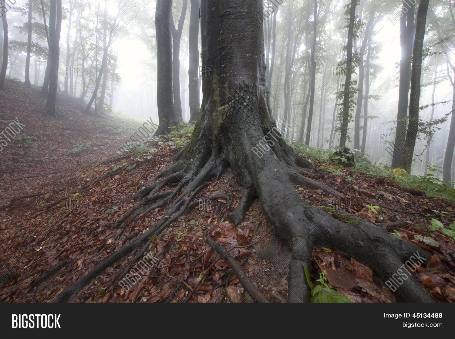 Tree Big Roots Image & Photo (Free Trial) | Bigstock