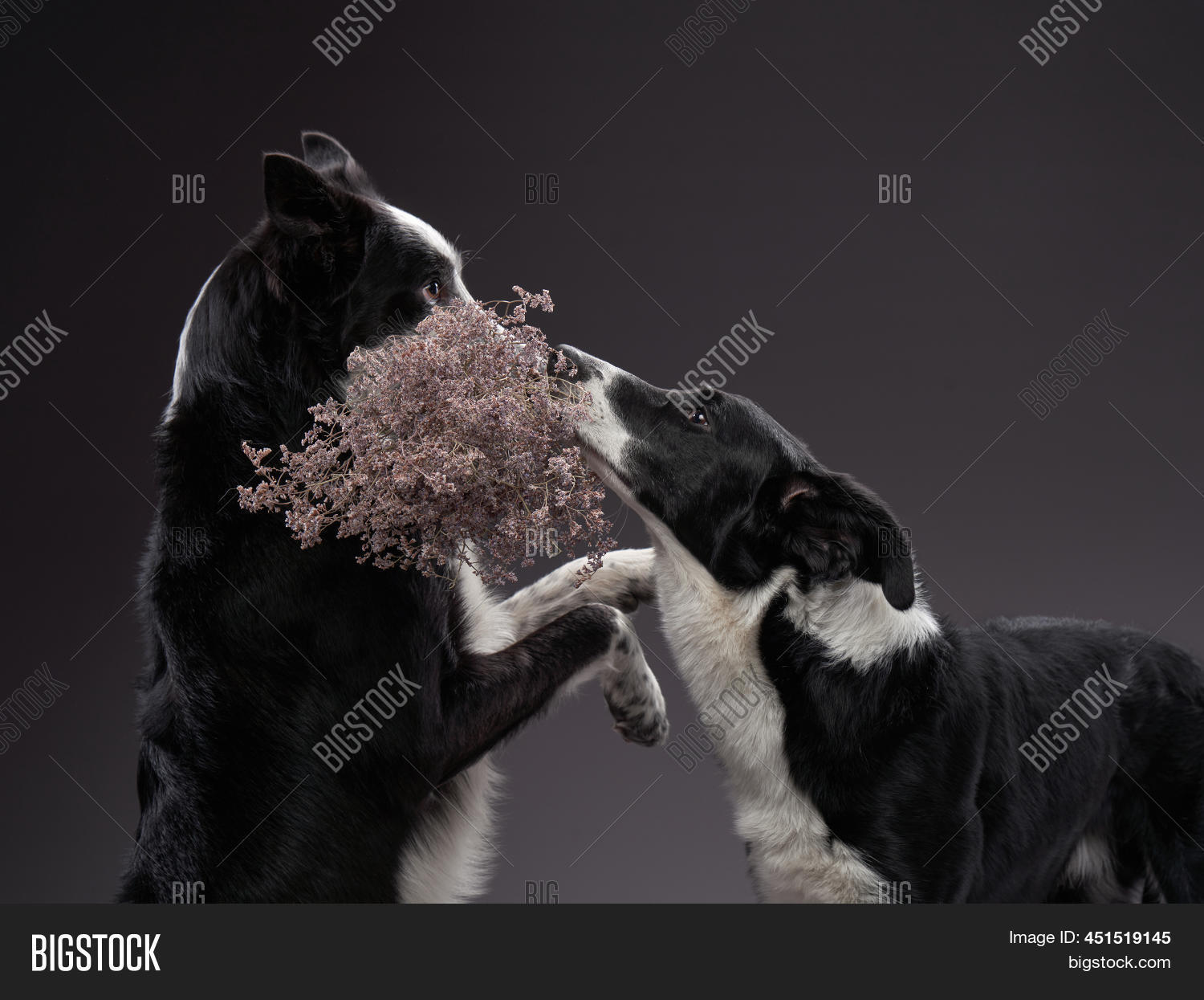 Two Dogs Kiss. Happy Image & Photo (Free Trial) | Bigstock