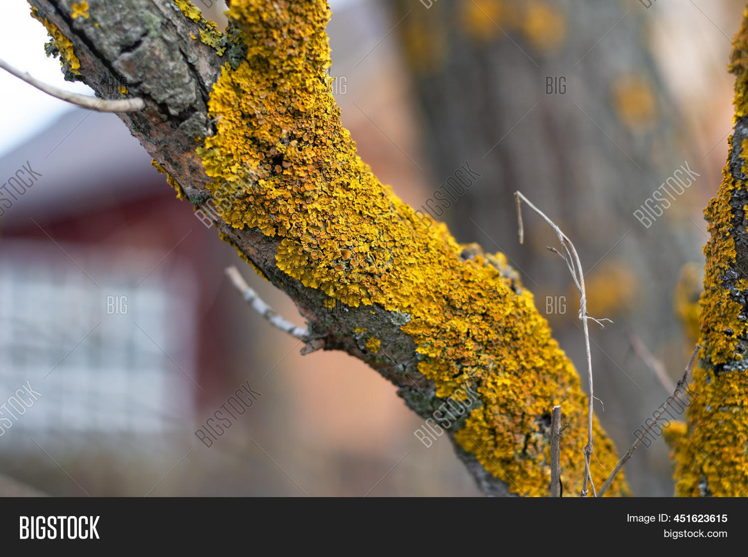 Orange Lichen On Tree Image & Photo (Free Trial) | Bigstock