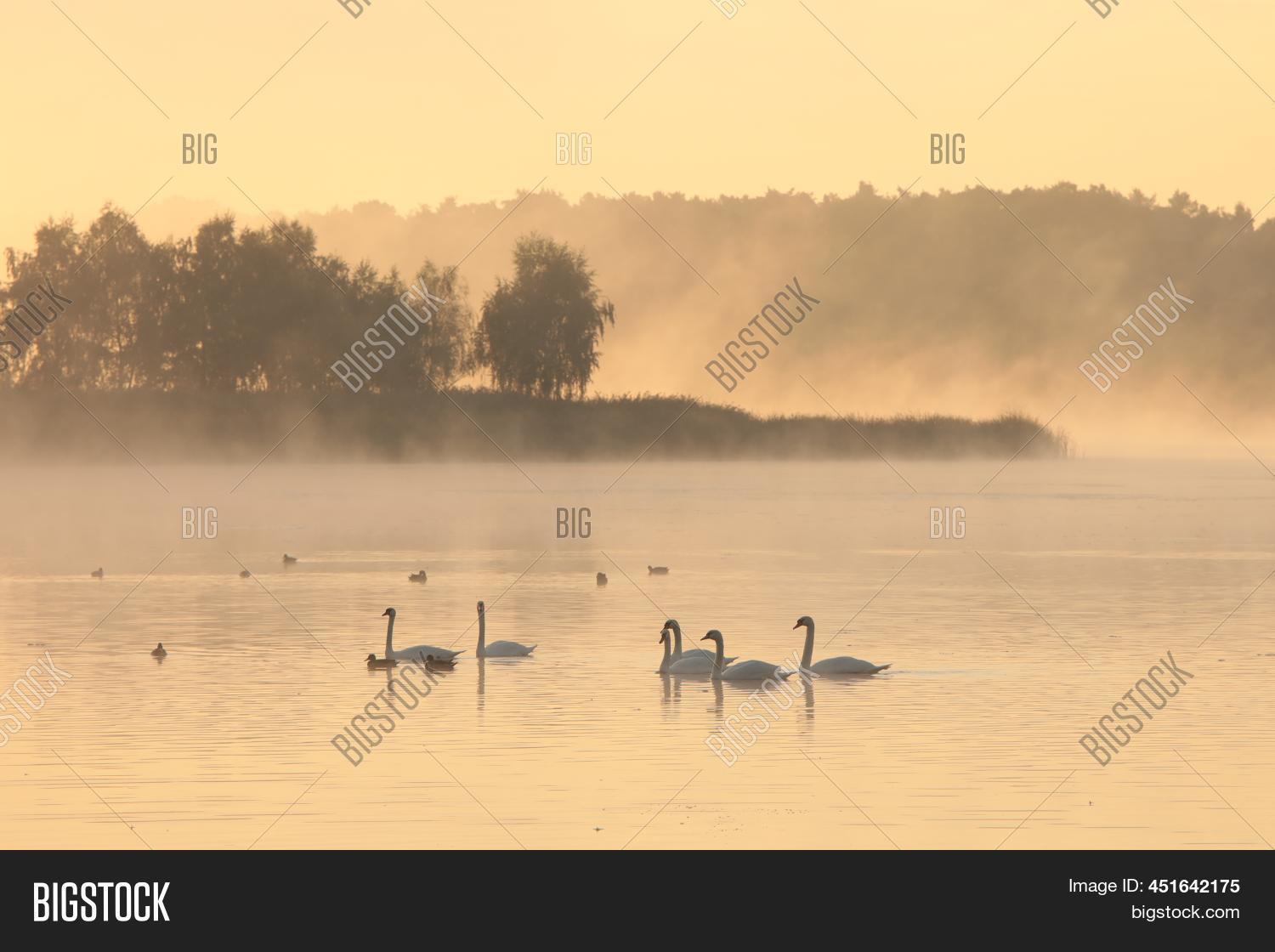 Swans Sunrise Sunset Image & Photo (Free Trial) | Bigstock