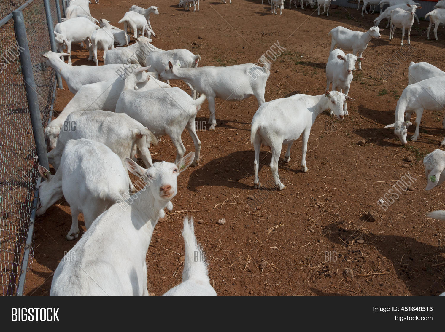 Goats Goat Shed. Image & Photo (Free Trial) | Bigstock