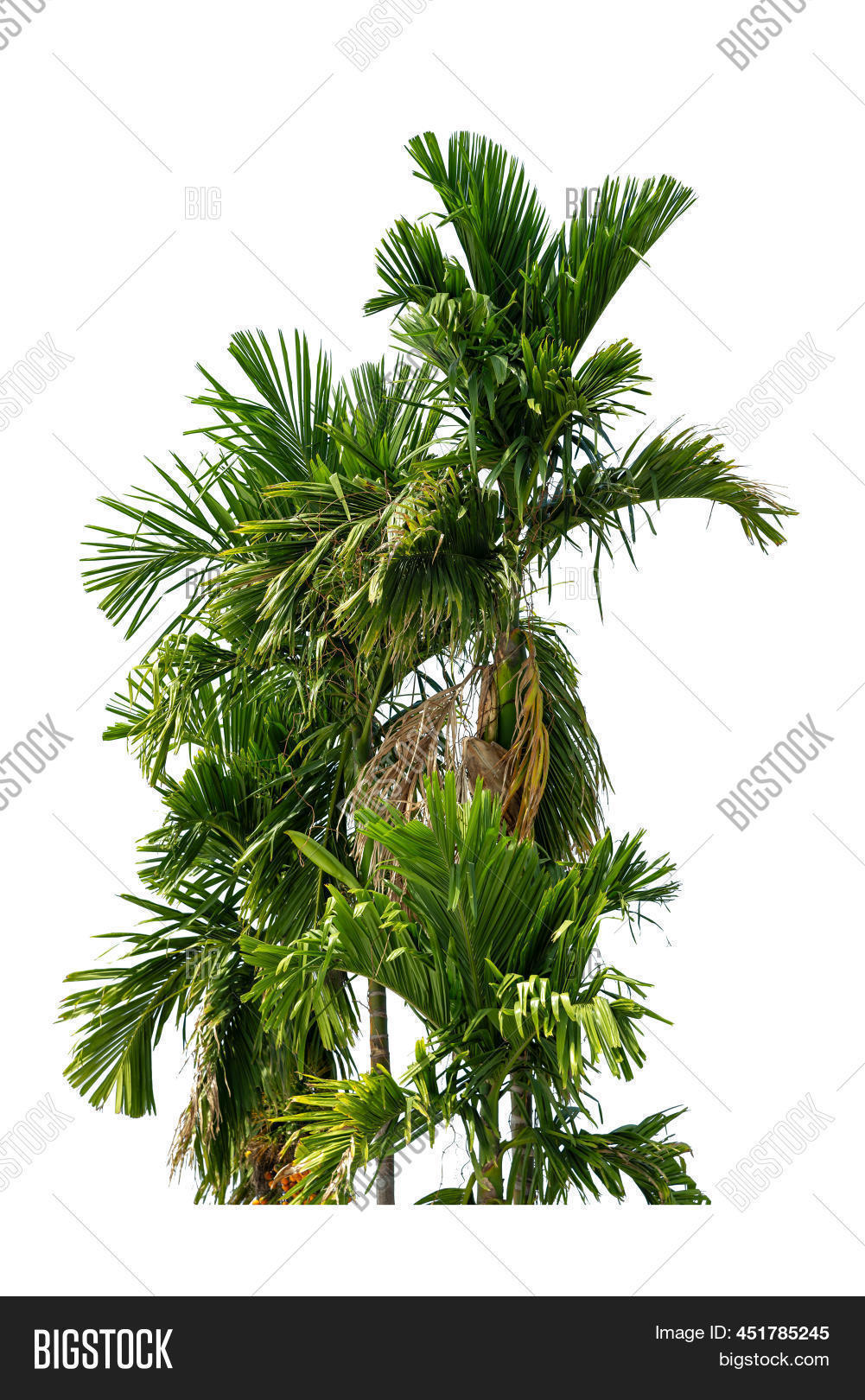 Betel Nut Trees Areca Image & Photo (Free Trial) | Bigstock