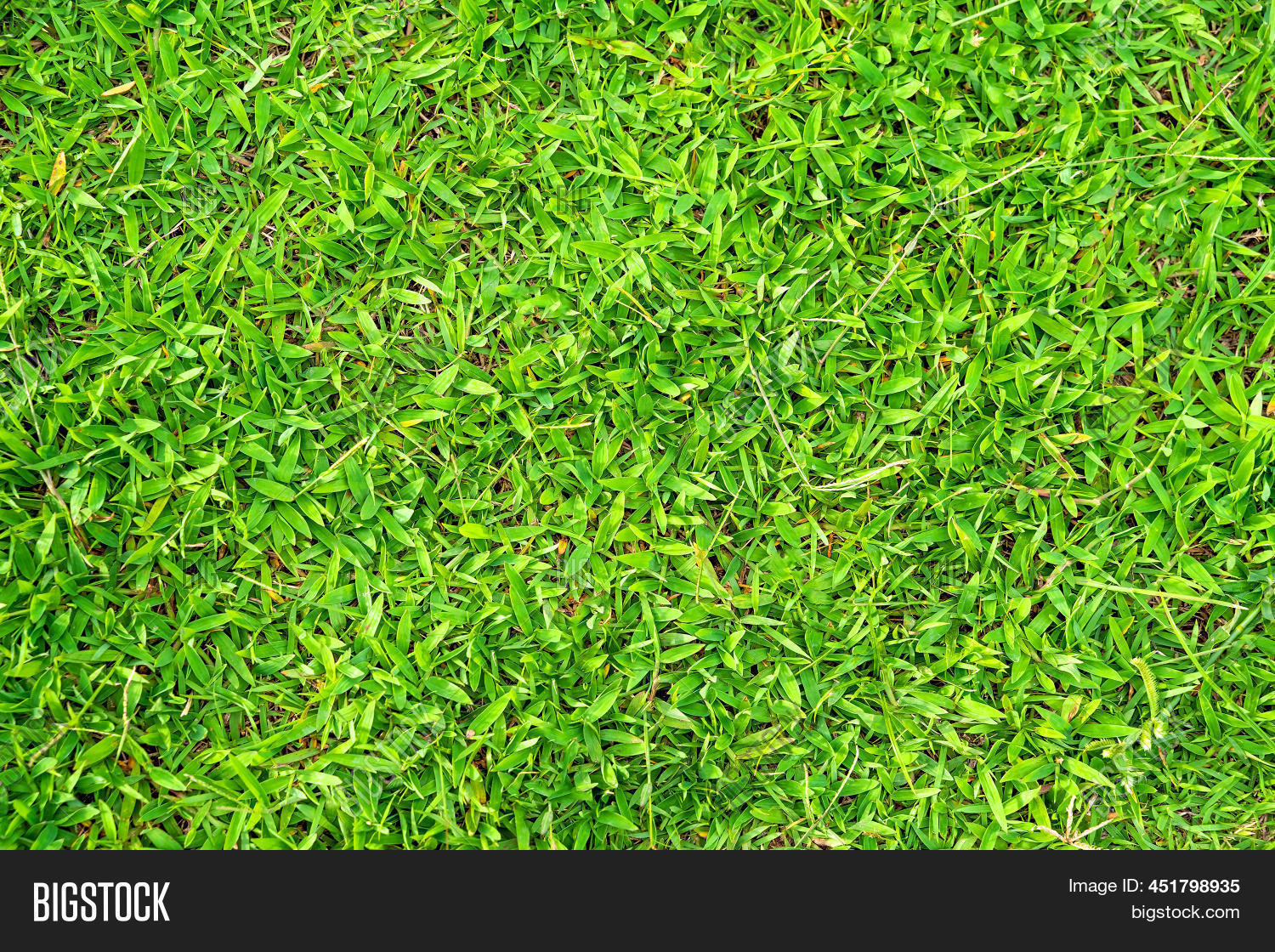 Green Grass Texture Image & Photo (Free Trial) | Bigstock