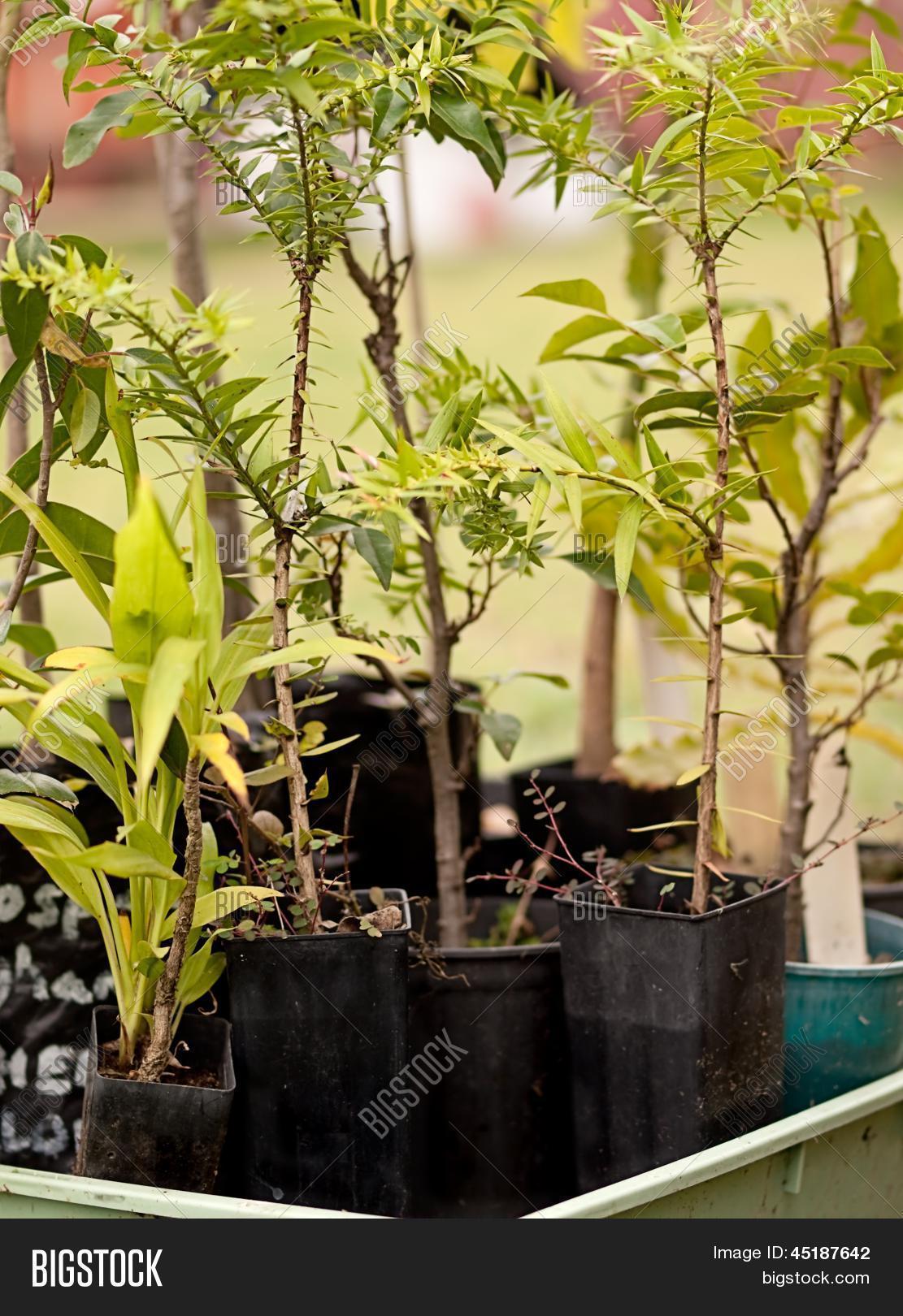 Australian Tubestock Image & Photo (Free Trial) | Bigstock