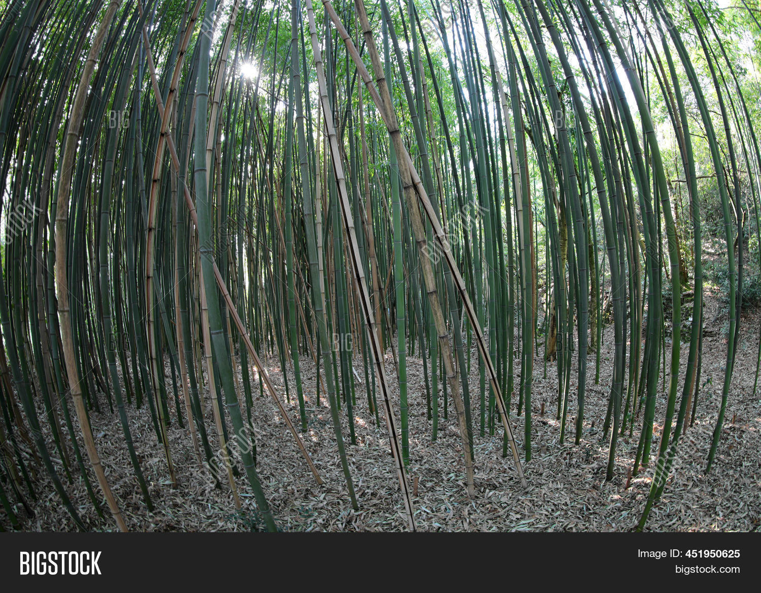 Inside Forest Dense Image & Photo (Free Trial) | Bigstock