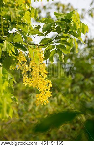 Ratchaphruek 图片和照片（免费试用） | Bigstock